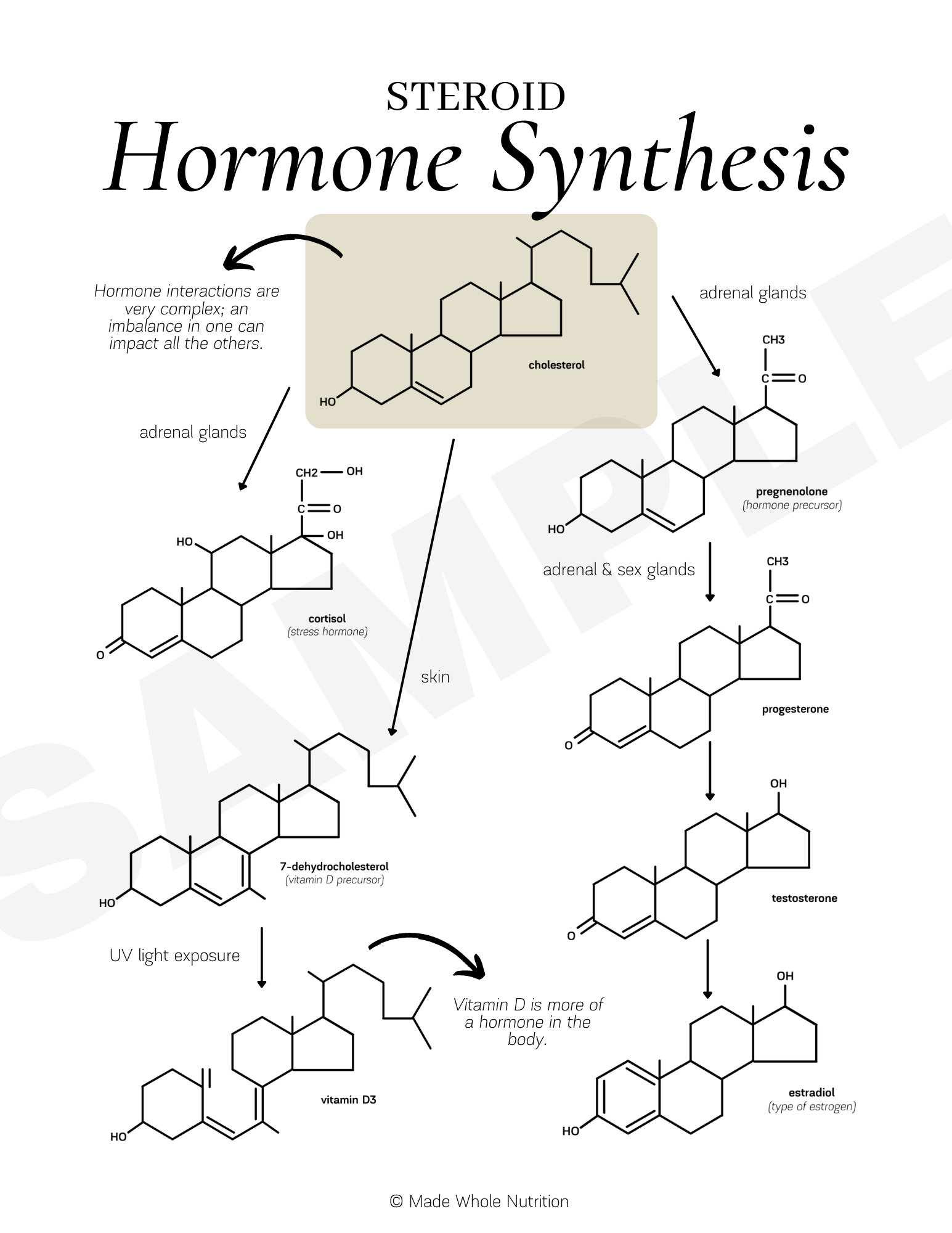 Hormone Hierarchy Handout — Functional Health Research + Resources ...