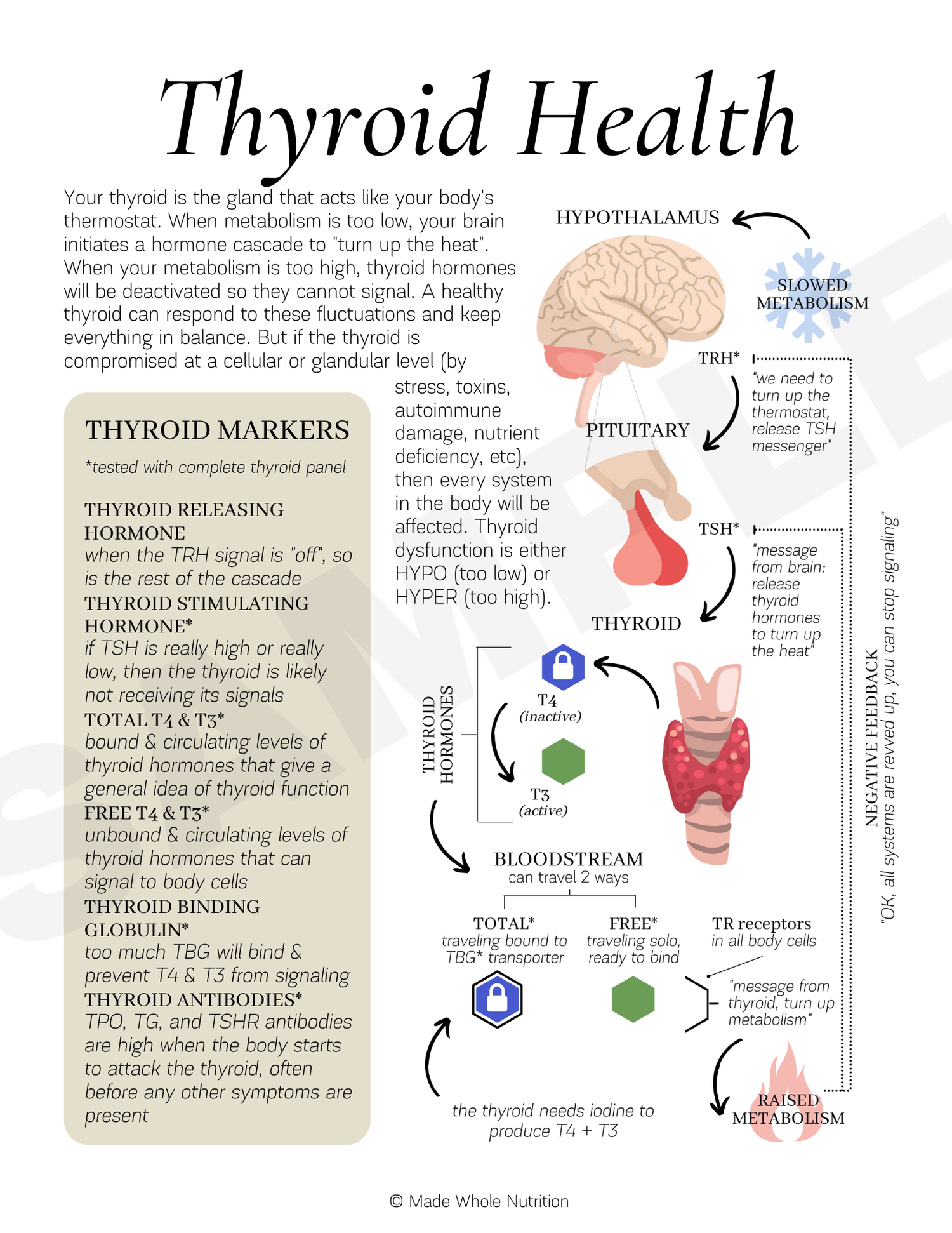Hormone Hierarchy Handout — Functional Health Research + Resources ...