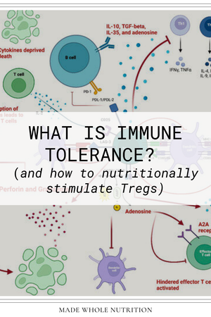 WHAT IS IMMUNE TOLERANCE? (and how to nutritionally stimulate Tregs ...