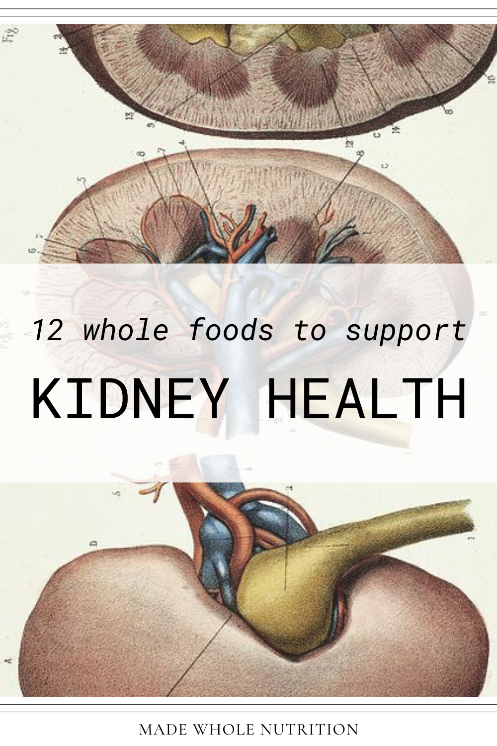 12 Whole Foods to Support Kidney Health — Functional Health Research ...