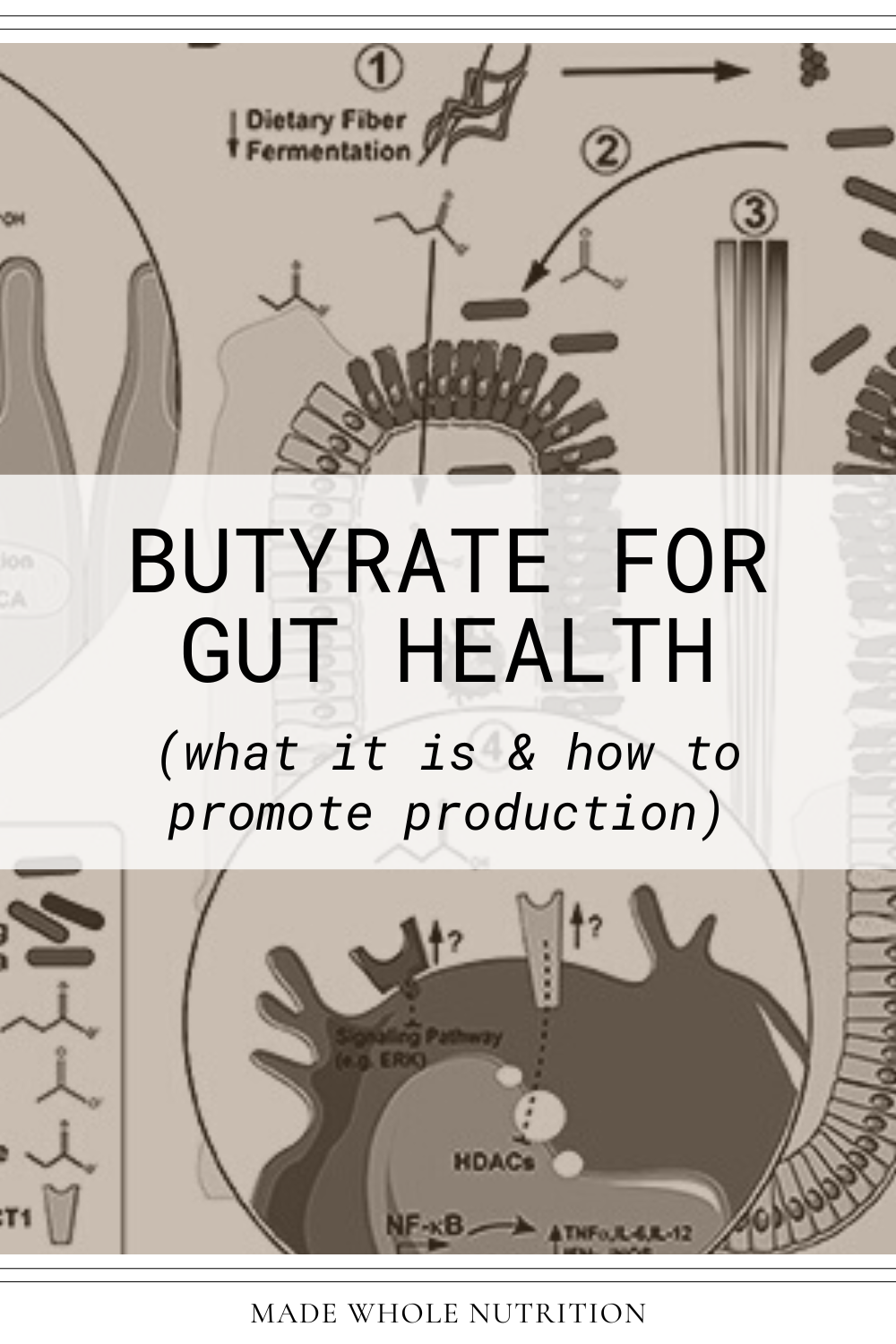 BUTYRATE FOR GUT HEALTH (what it is & how to promote production ...