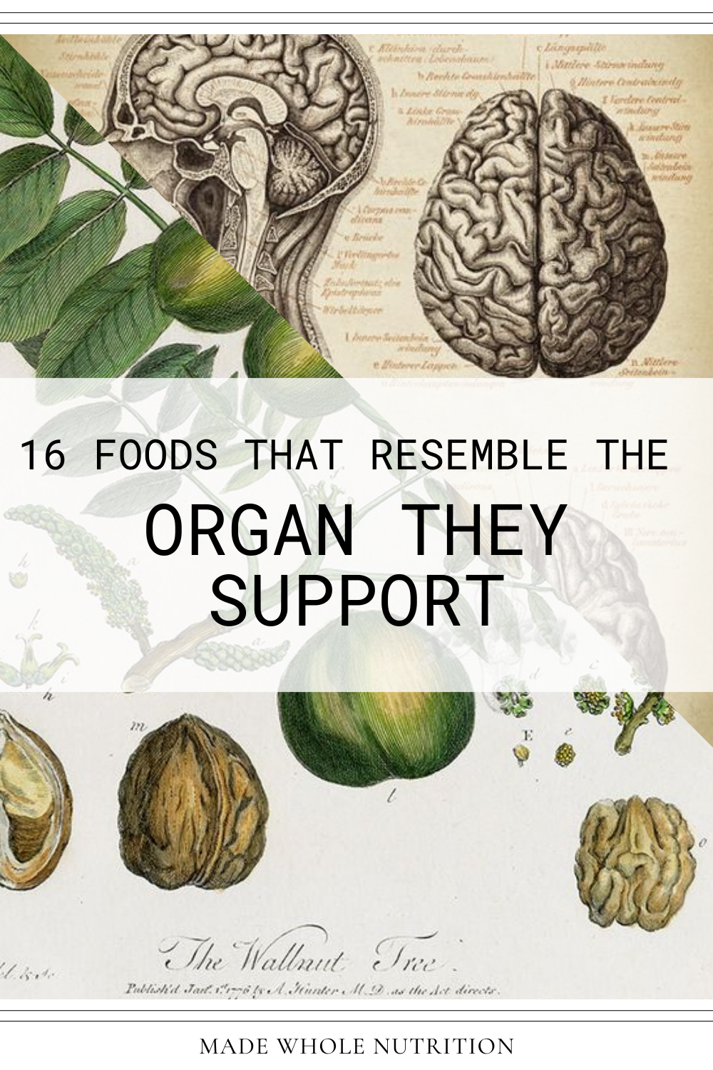 16 Foods that Resemble the Organ they Support — Functional Health ...