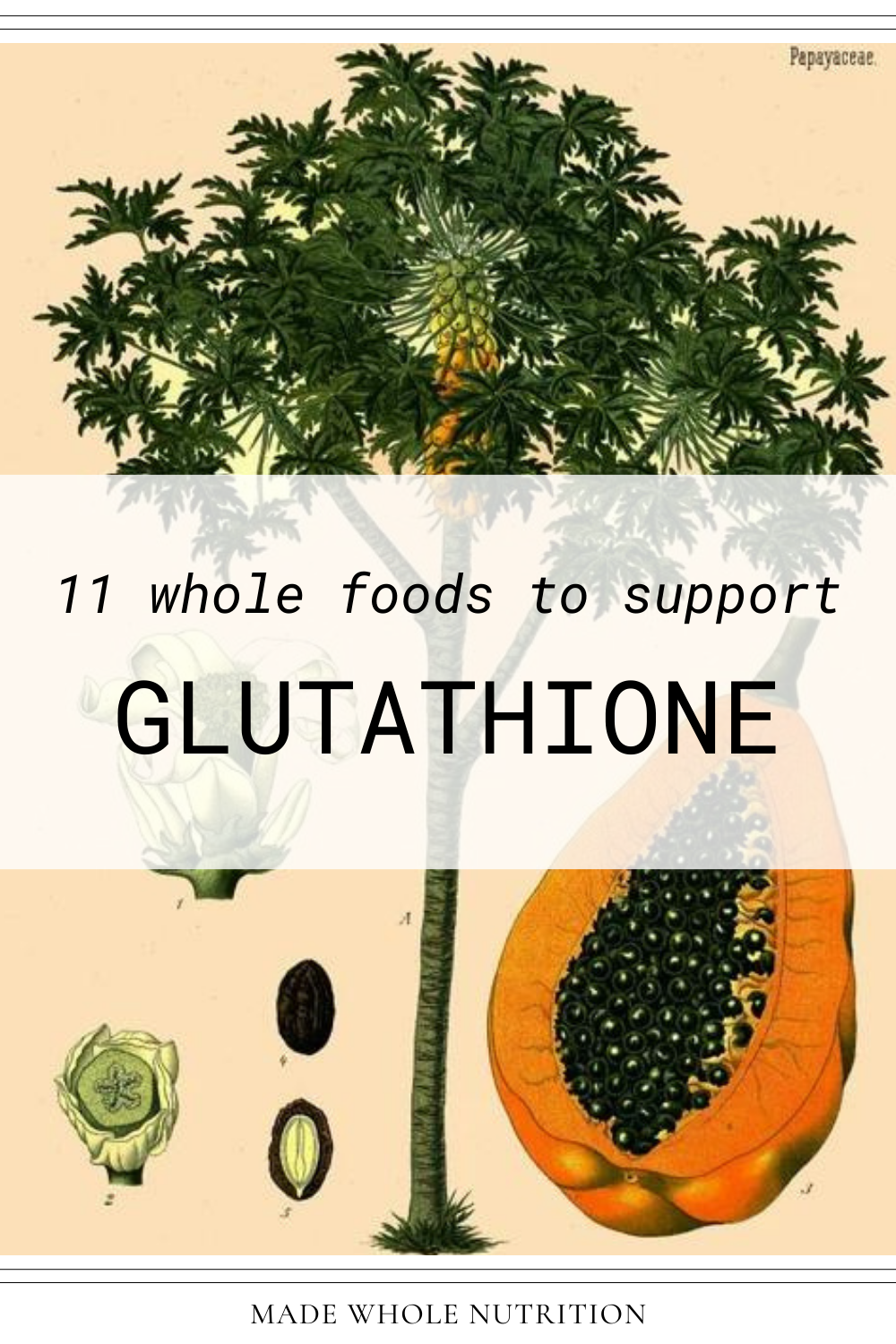 11 Whole Foods to Support GLUTATHIONE — Functional Health Research ...