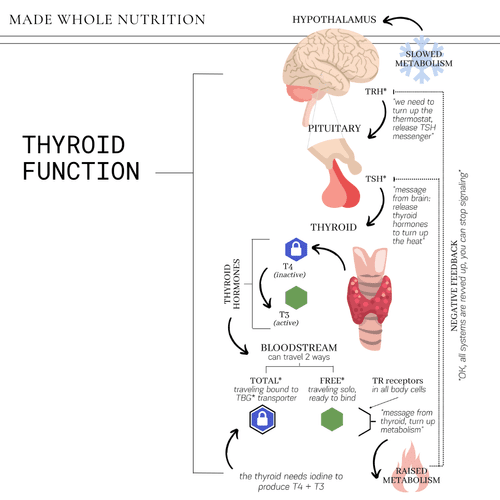 A Simple Guide to THYROID HEALTH (understanding a complete thyroid ...