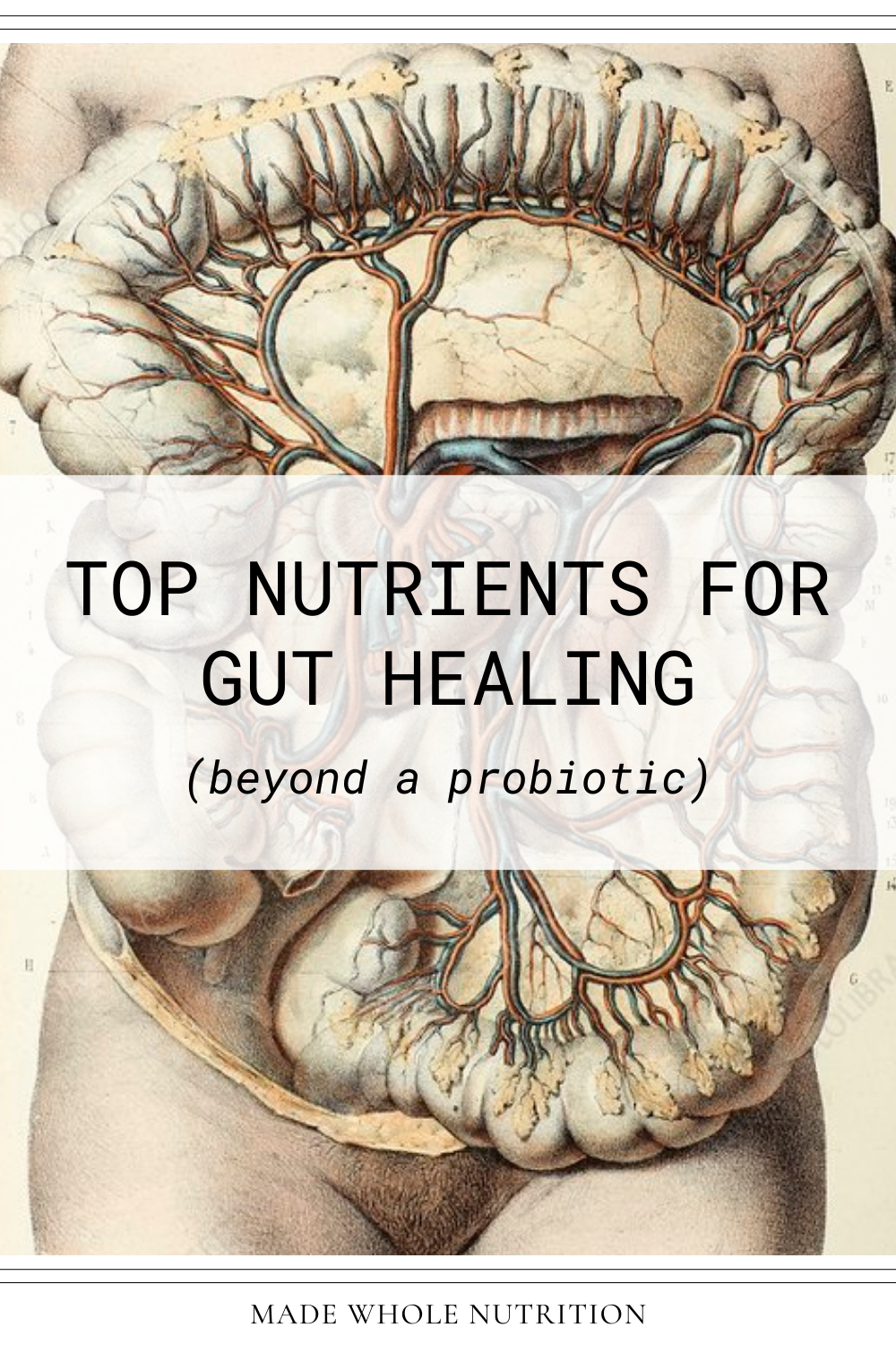 Top Nutrients for Gut Healing (beyond a probiotic) — Functional Health ...