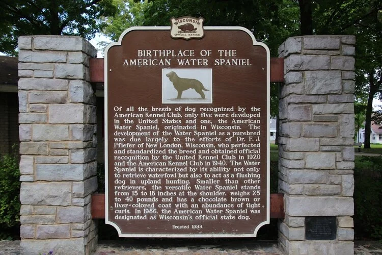 History of the American Water Spaniel — AWSC