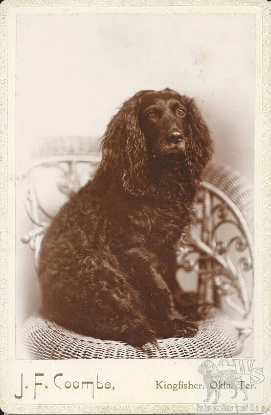 History of the American Water Spaniel — AWSC