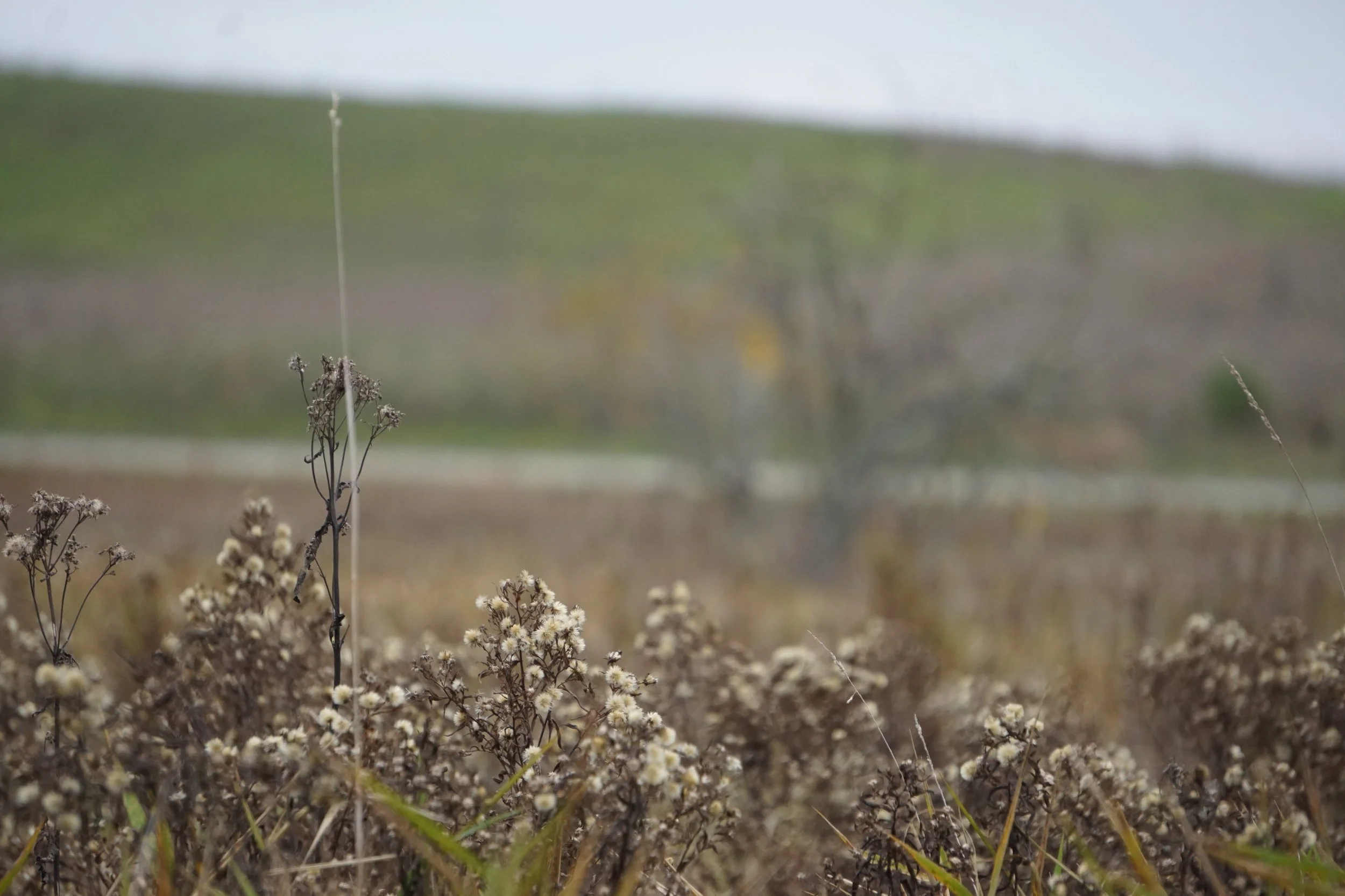 History of the American Water Spaniel — AWSC