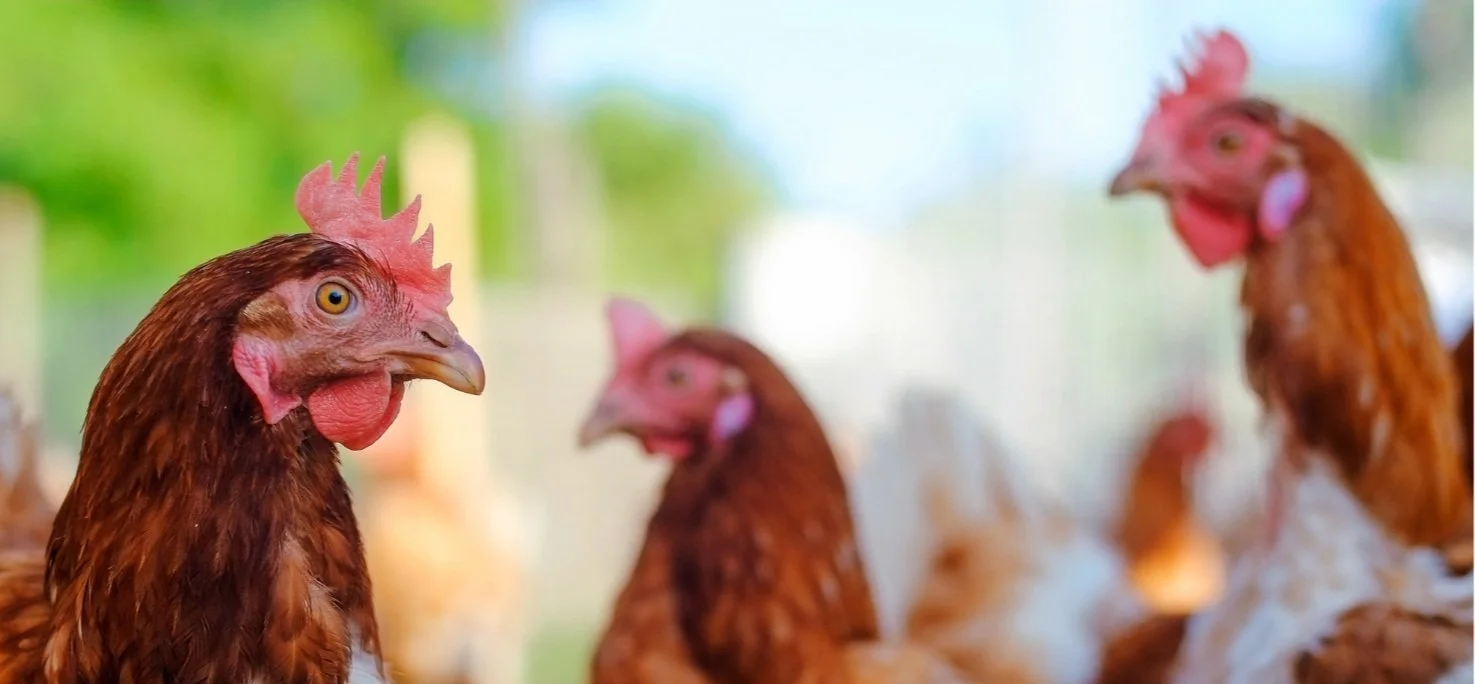 Other Ranges — Dallas Keith