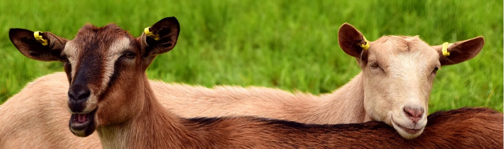 Other Ranges — Dallas Keith