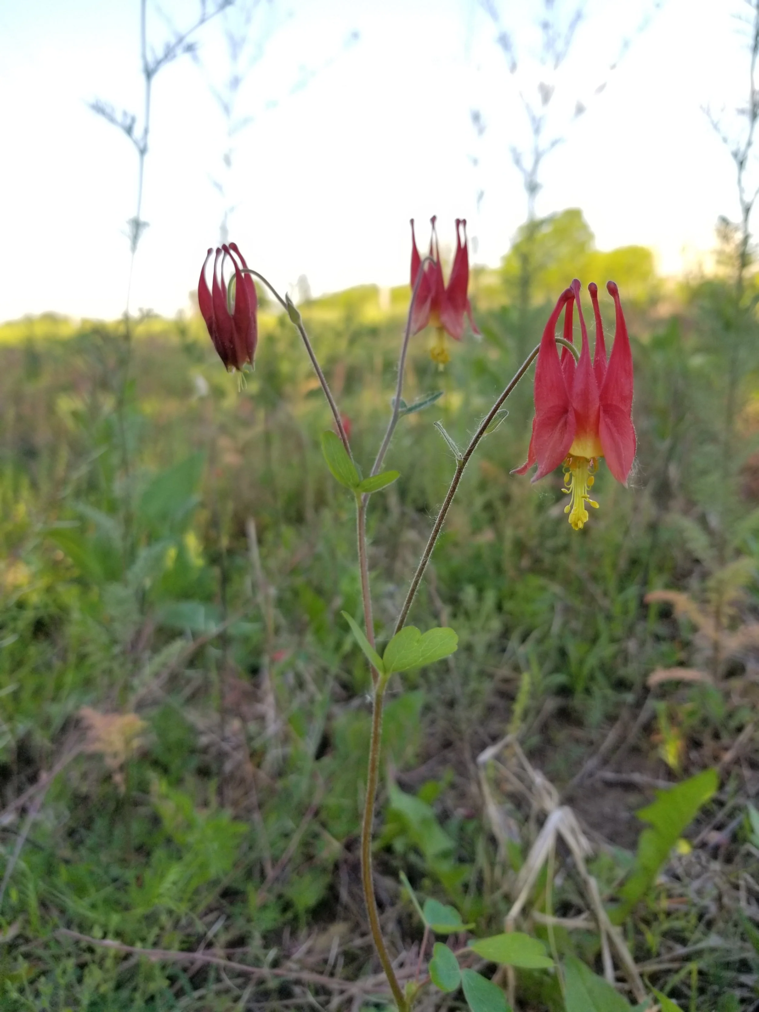 Wild Columbine — Solidago Farm