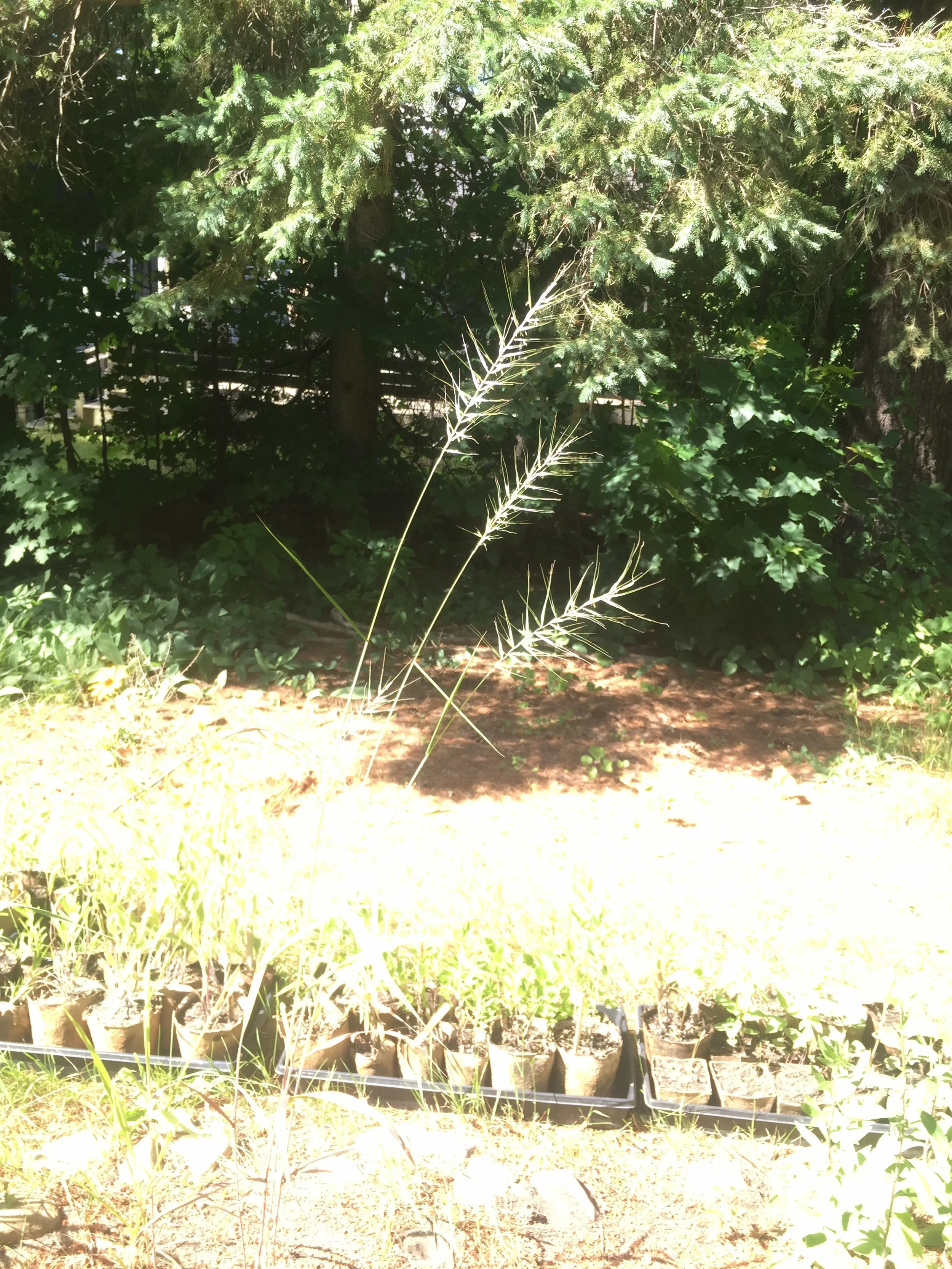 Bottlebrush Grass — Solidago Farm