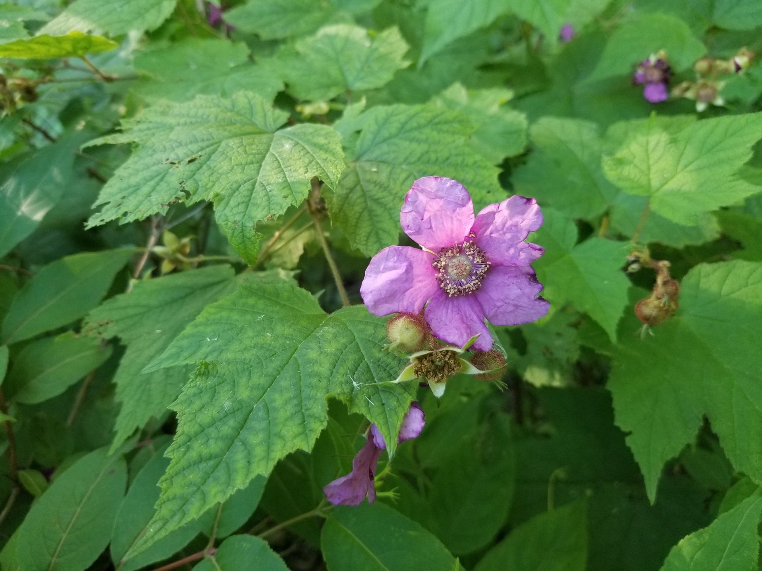 Purple-Flowering Raspberry — Solidago Farm