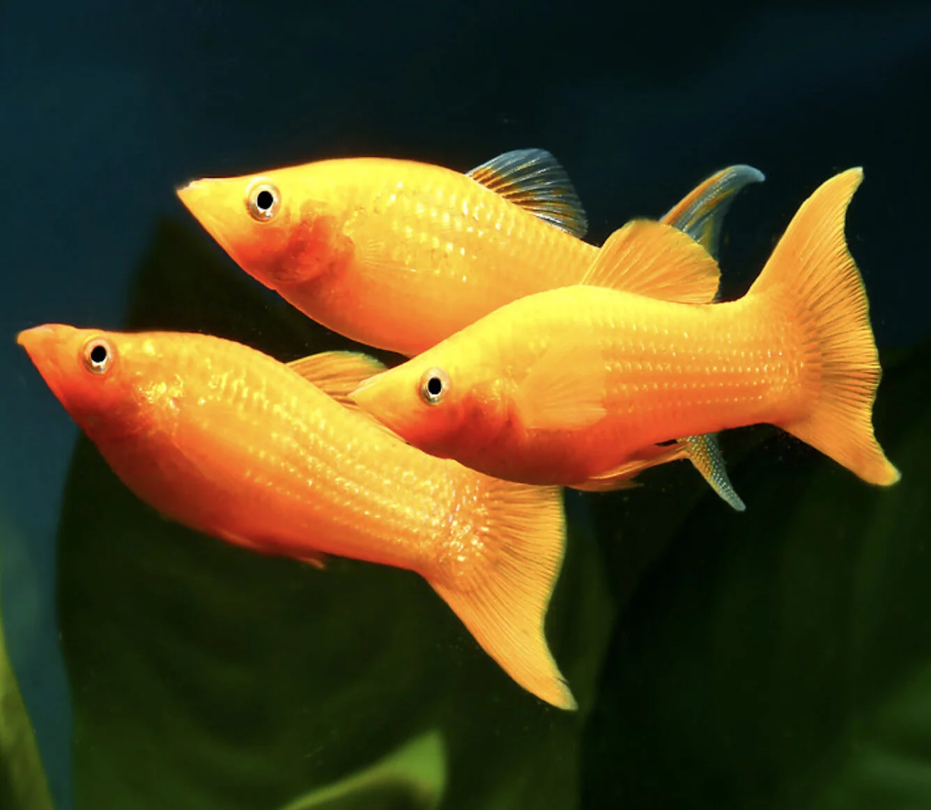 Gold Sailfin Molly (Poecilia latipinna) - Per Pair — Golls Aquatics