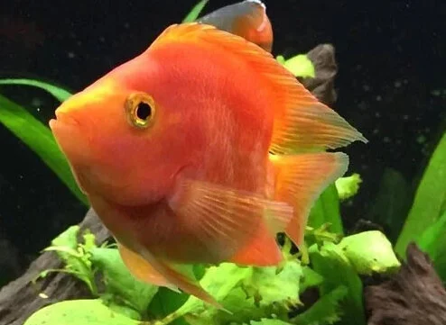 Blood Red Parrot (Cichlasoma species) — Golls Aquatics