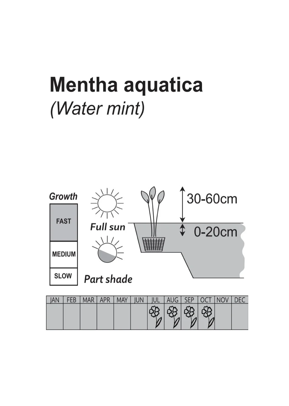 Mentha aquatica (Water mint) — Golls Aquatics
