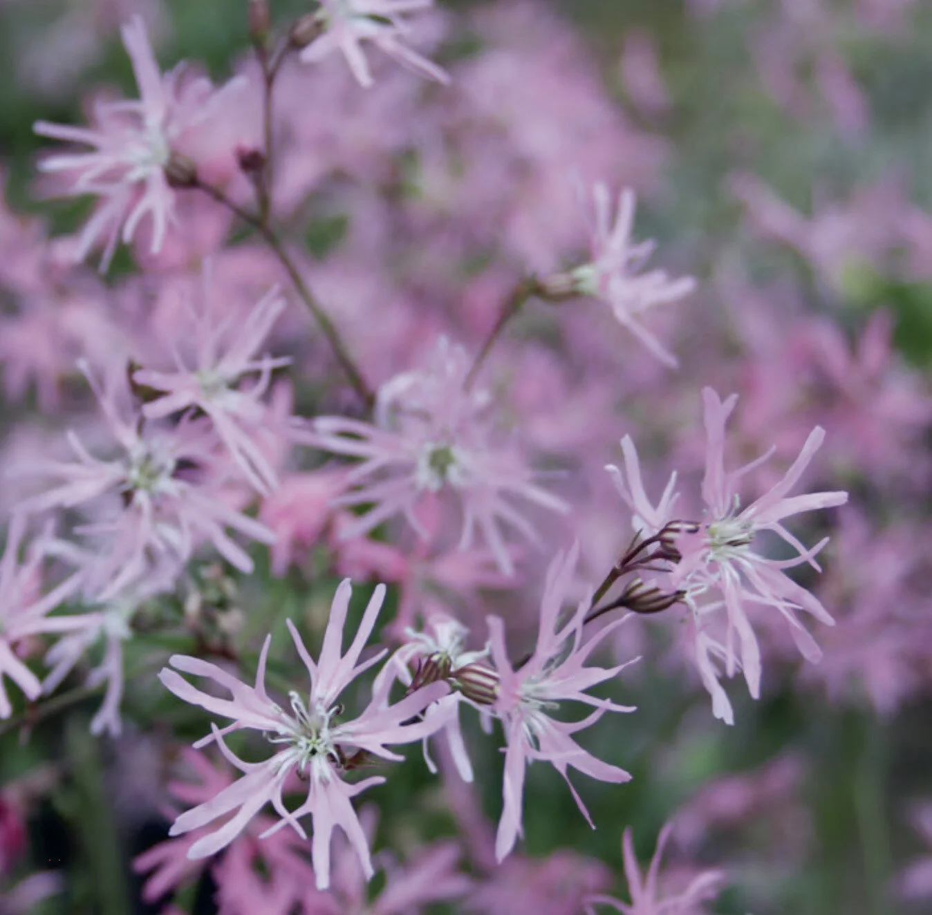 Pond Plants — Golls Aquatics