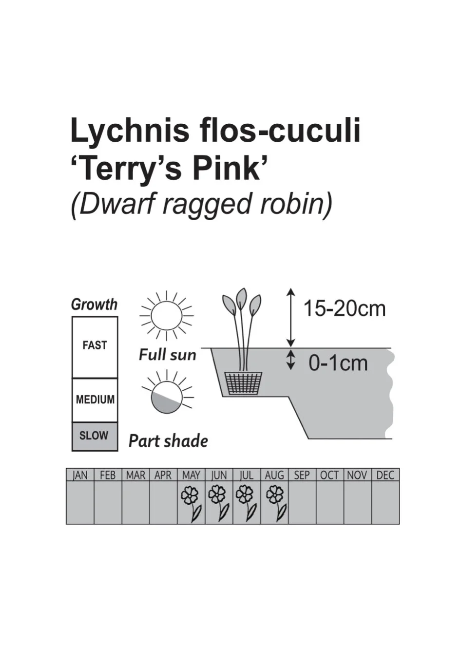 Lychnis flos-cuculi 'Terry's Pink' (Dwarf ragged robin) — Golls Aquatics