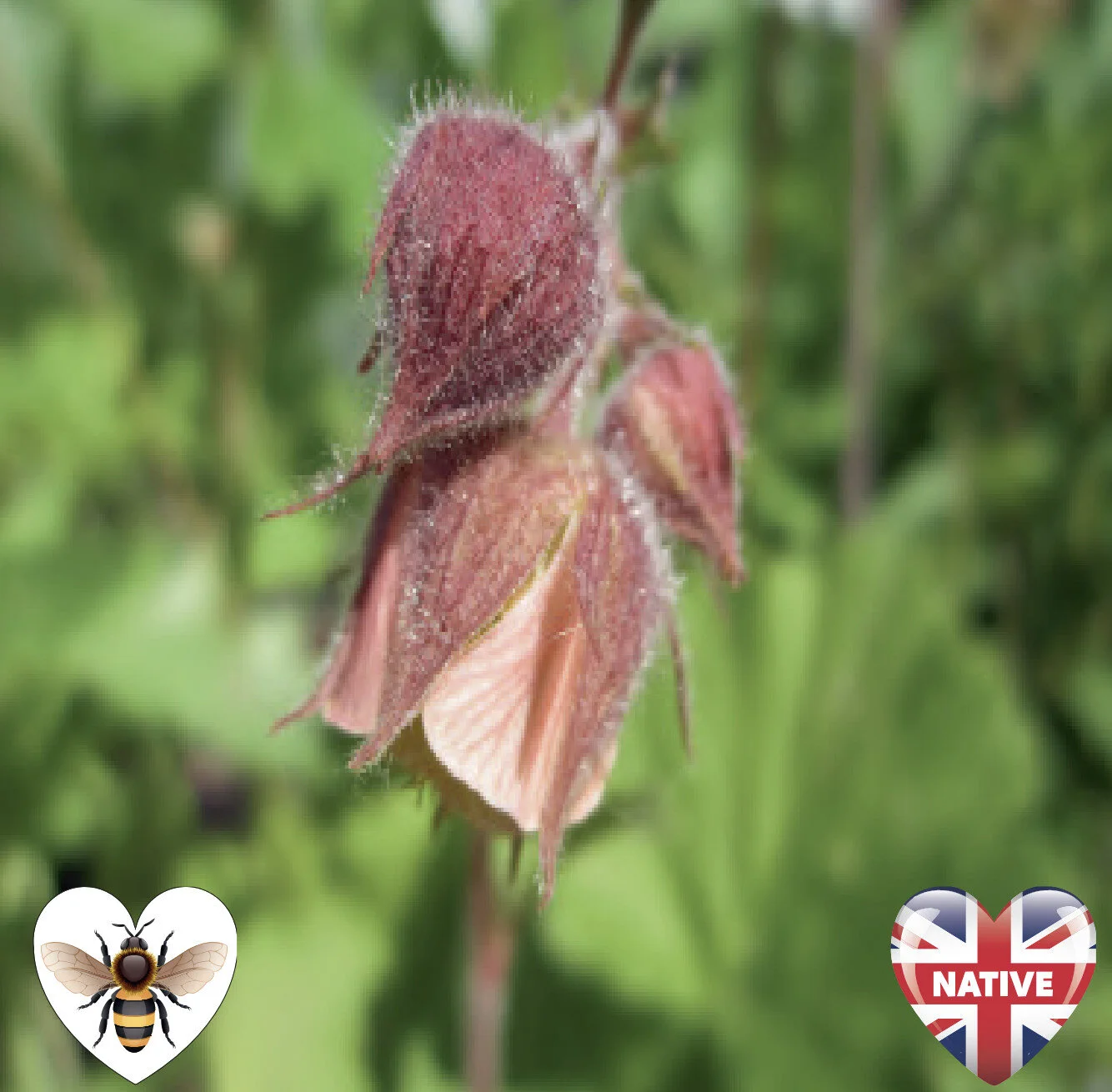 Geum rivale (Water avens) — Golls Aquatics