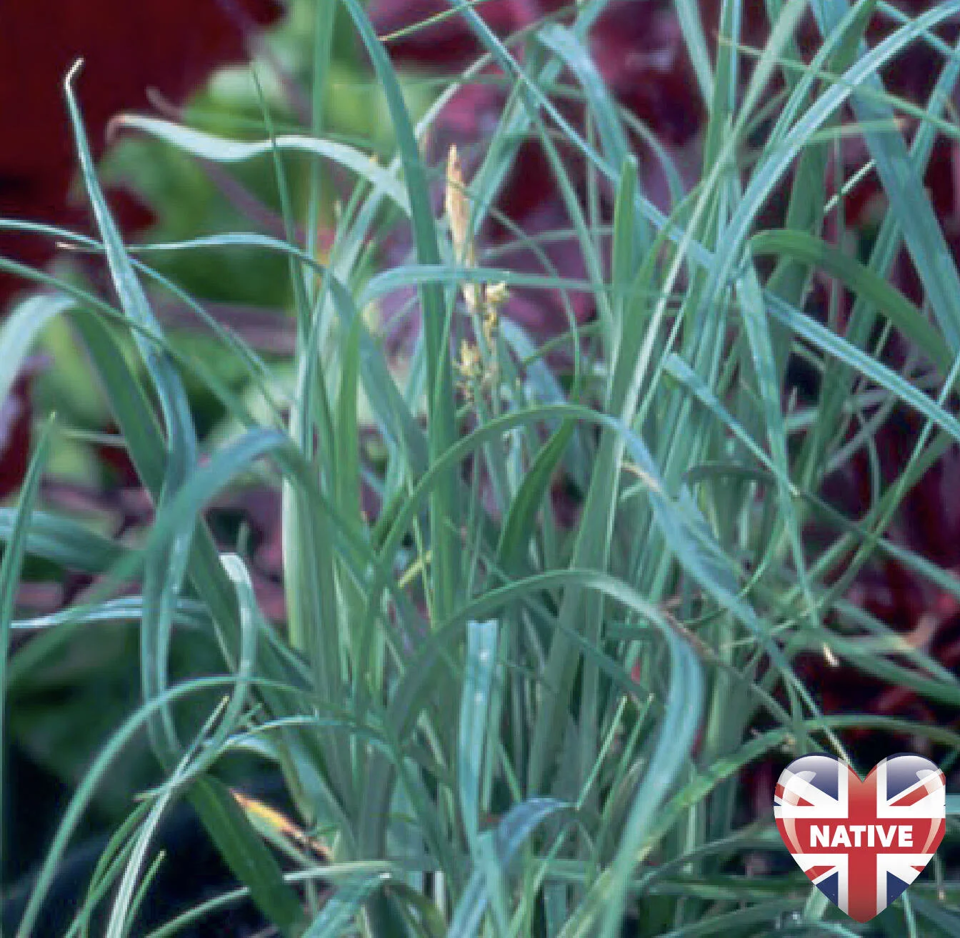 Juncus effusus spiralis (Corkscrew rush) — Golls Aquatics