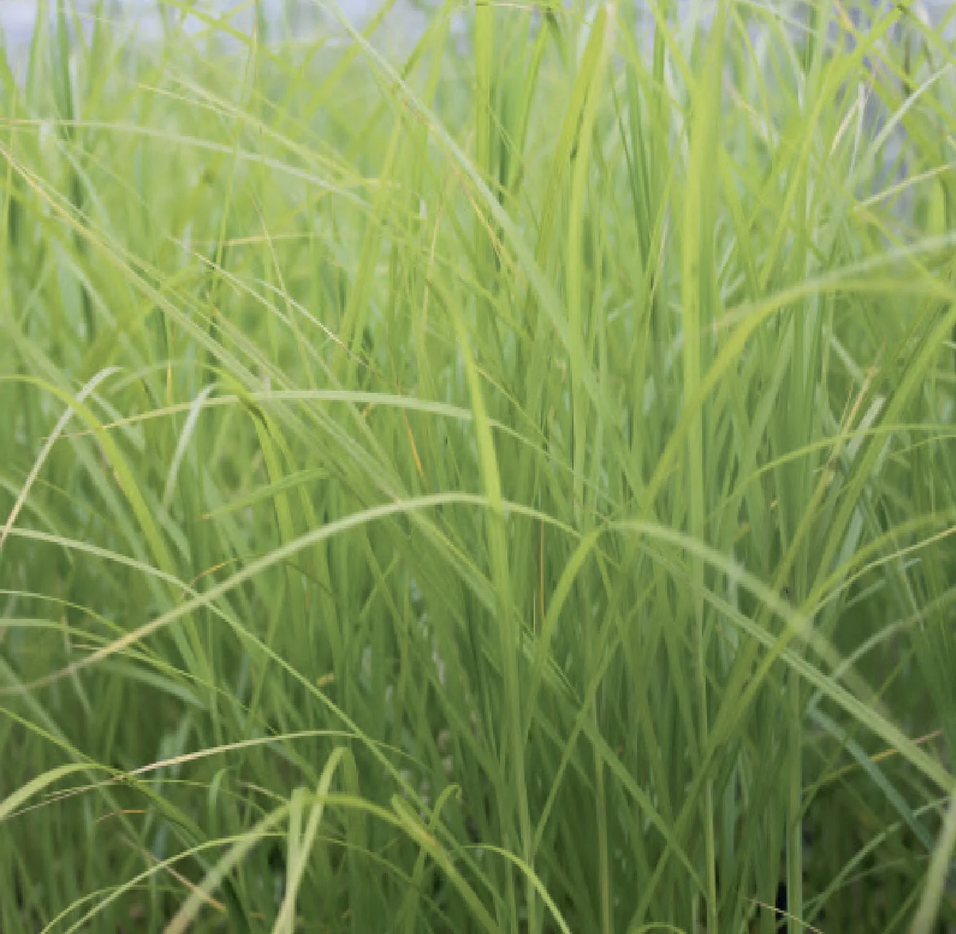 Juncus effusus spiralis (Corkscrew rush) — Golls Aquatics