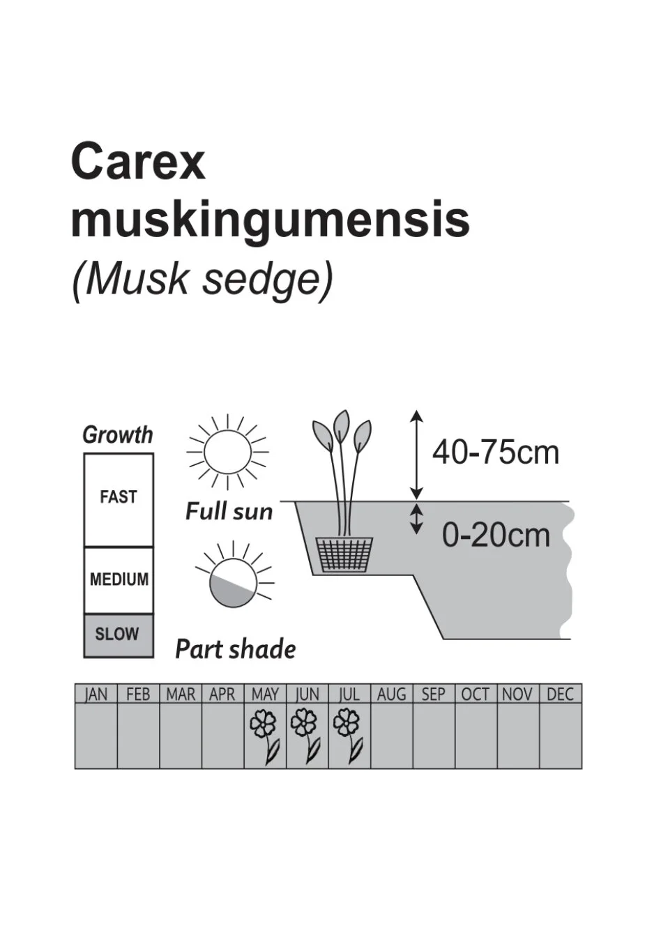 Juncus effusus spiralis (Corkscrew rush) — Golls Aquatics