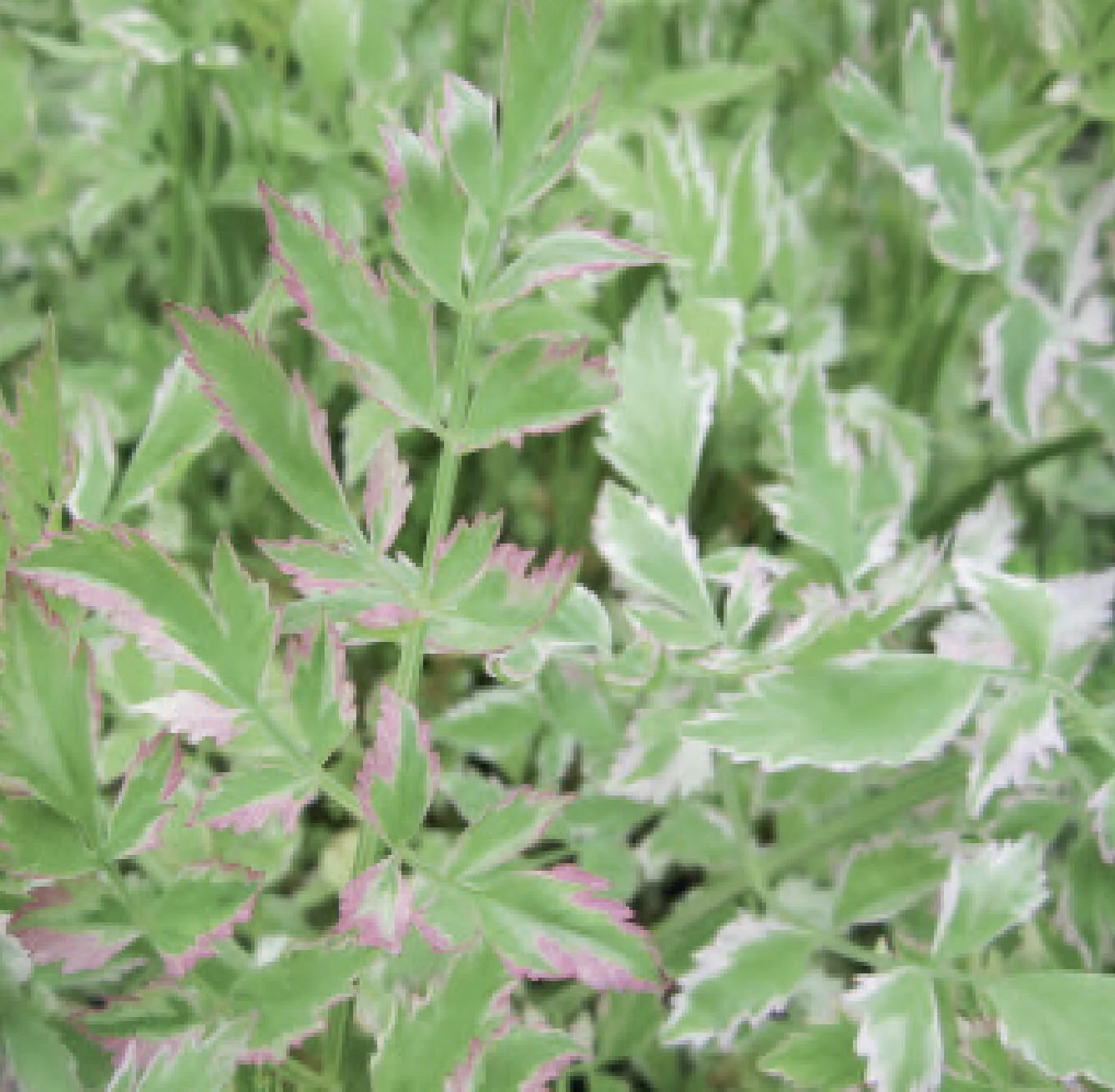 Oenanthe javanica 'Flamingo' (Variegated water dropwort) — Golls Aquatics