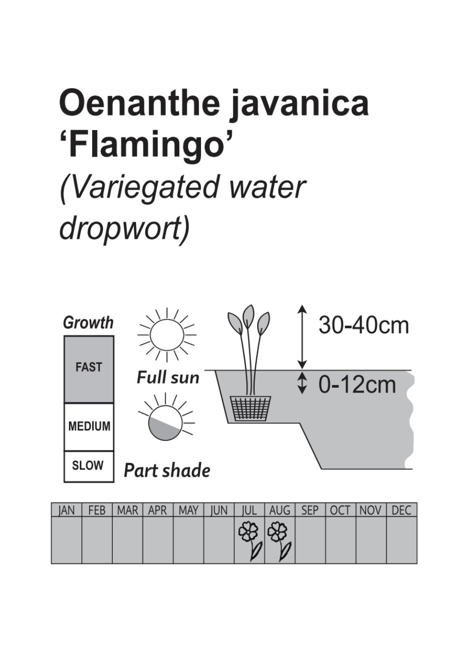 Oenanthe javanica 'Flamingo' (Variegated water dropwort) — Golls Aquatics