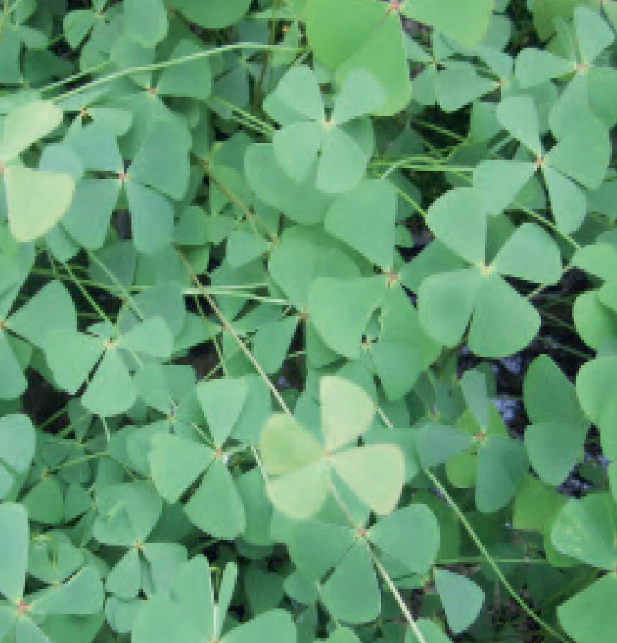 Marsilea quadrilfolia (Water shamrock) — Golls Aquatics