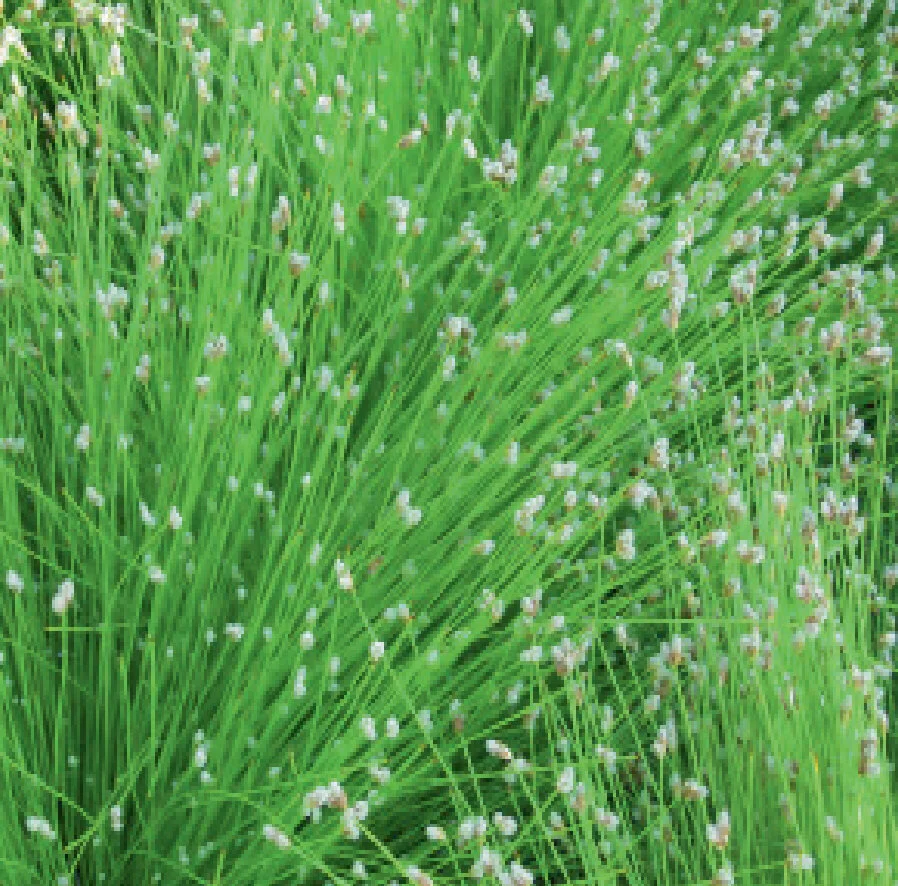 Marsilea quadrilfolia (Water shamrock) — Golls Aquatics