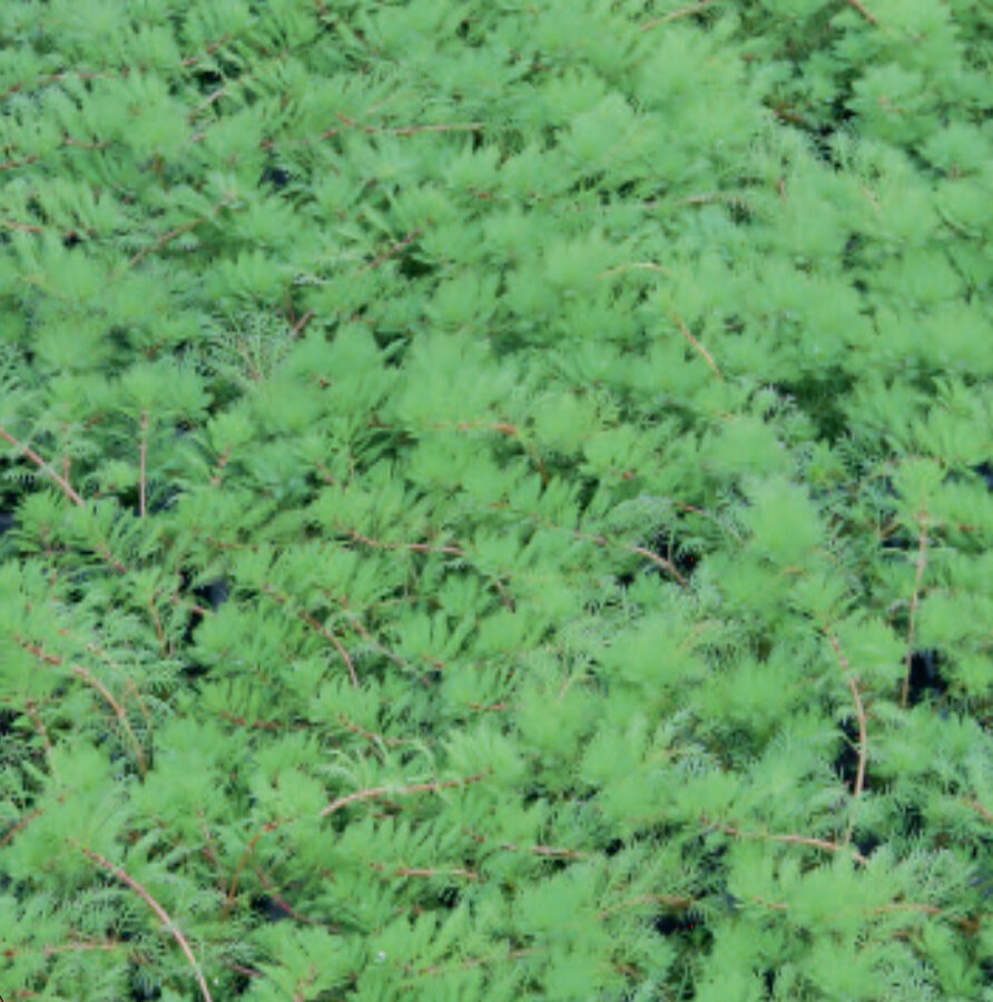 Marsilea quadrilfolia (Water shamrock) — Golls Aquatics