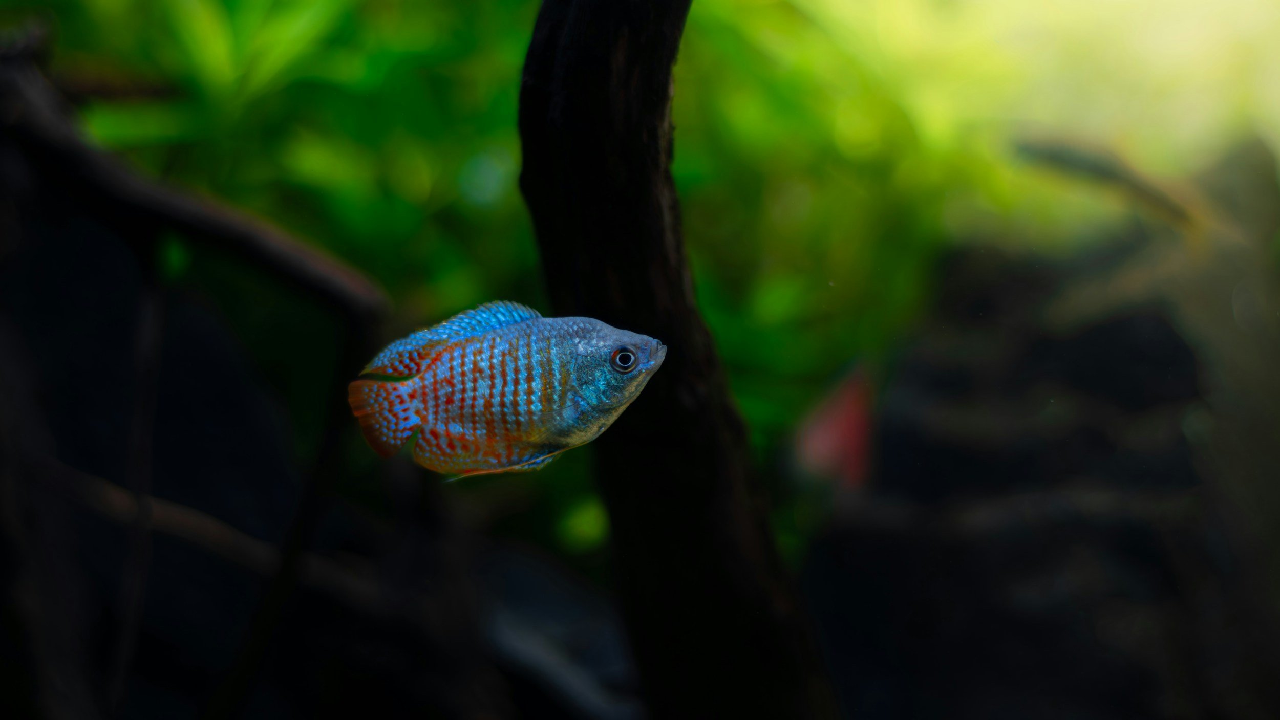 Bottom Feeders — Livestock — Golls Aquatics