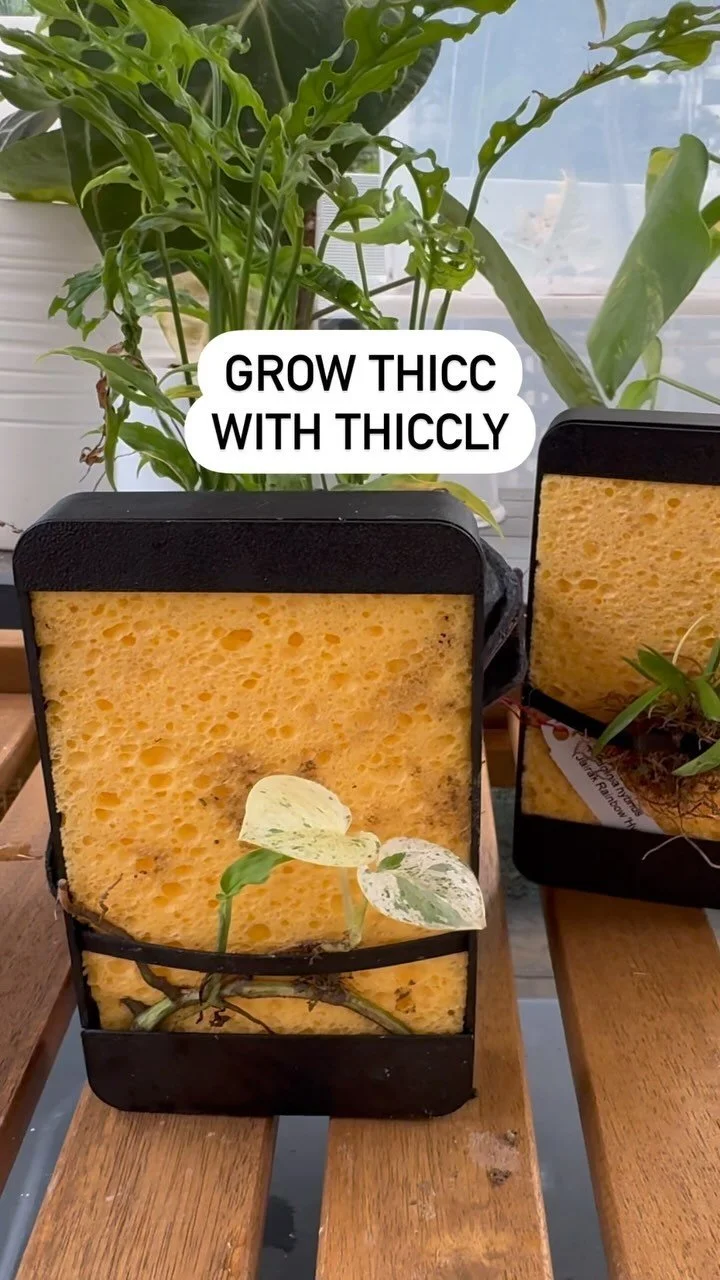 THICCLY