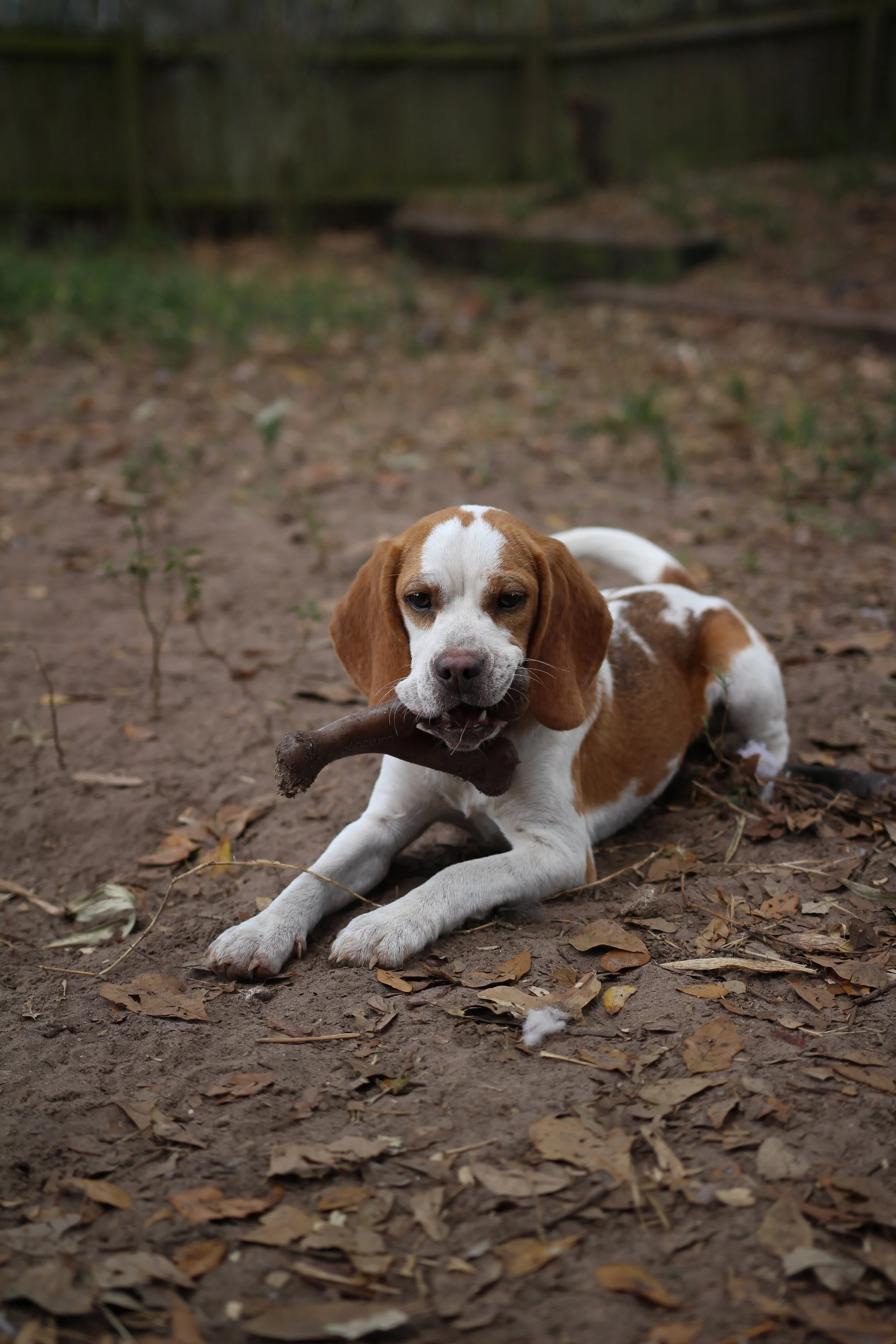 BioScent Detection Dogs
