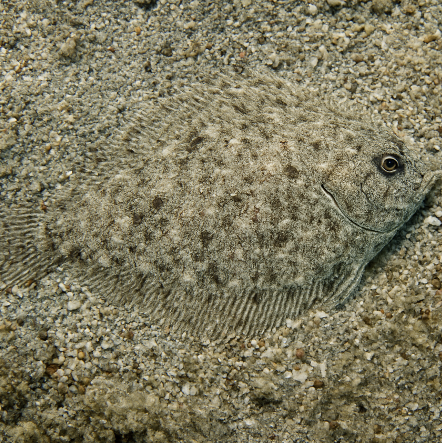 Real-Life Shape-Shifters: The Science of Biological Camouflage ...