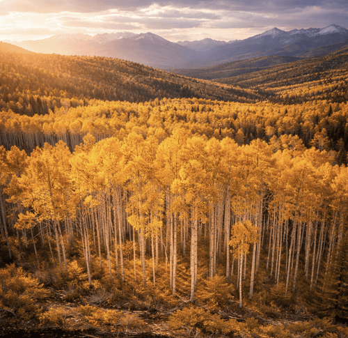 The Forest That Never Dies: How a Single Tree Became 80,000 Clones ...