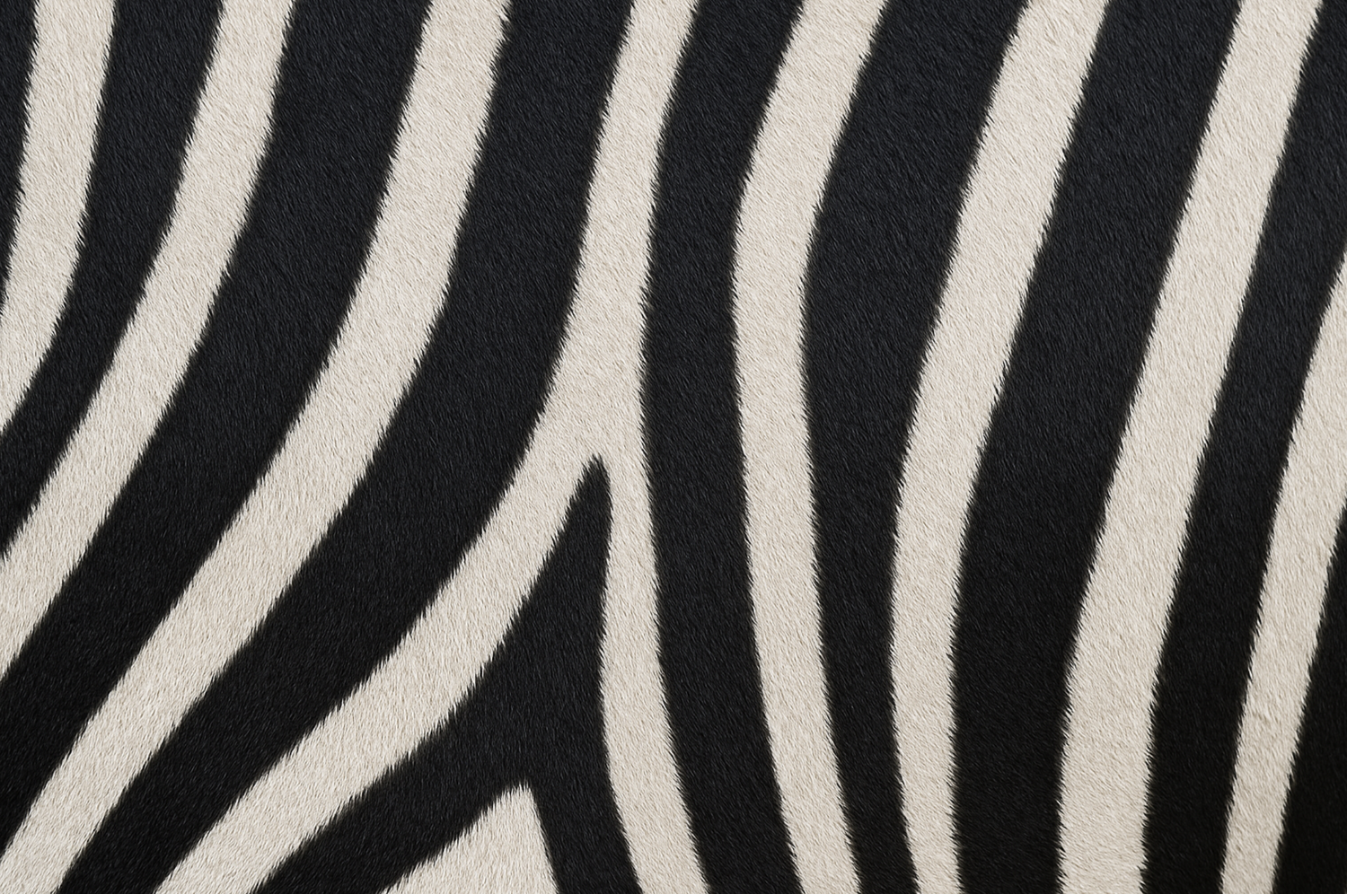 When the Cows Became Zebras: Stripes, Flies, and the Oddities of Nature ...