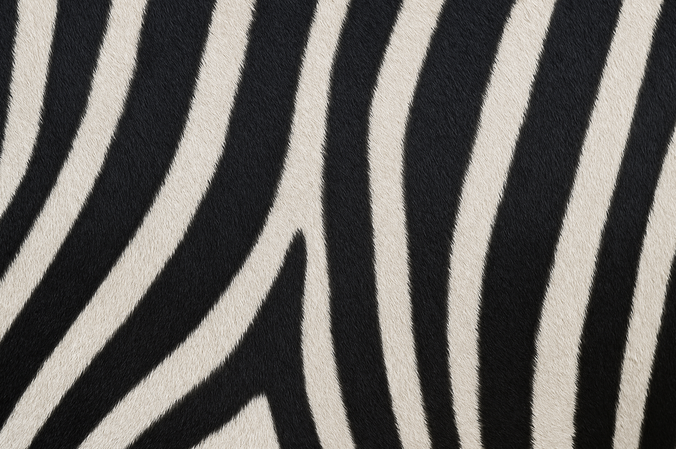 When the Cows Became Zebras: Stripes, Flies, and the Oddities of Nature ...