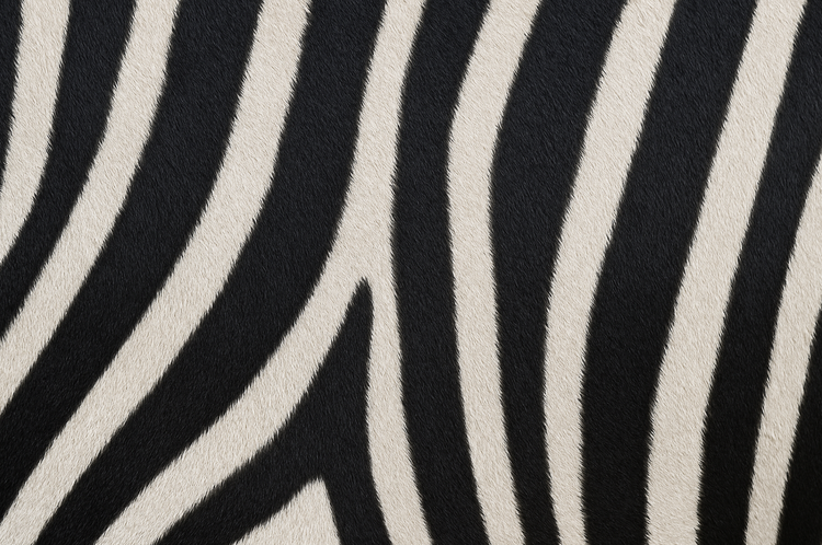 When the Cows Became Zebras: Stripes, Flies, and the Oddities of Nature ...