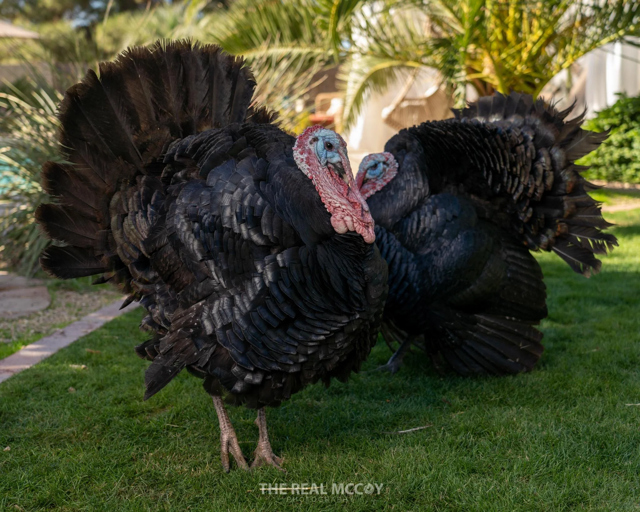 The Dylan Capshaw Wildlife Foundation and The Tucson Dog Magazine Shoot ...