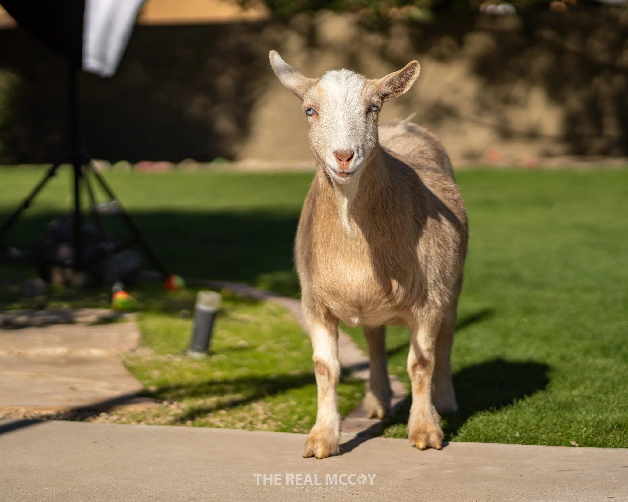 The Dylan Capshaw Wildlife Foundation and The Tucson Dog Magazine Shoot ...