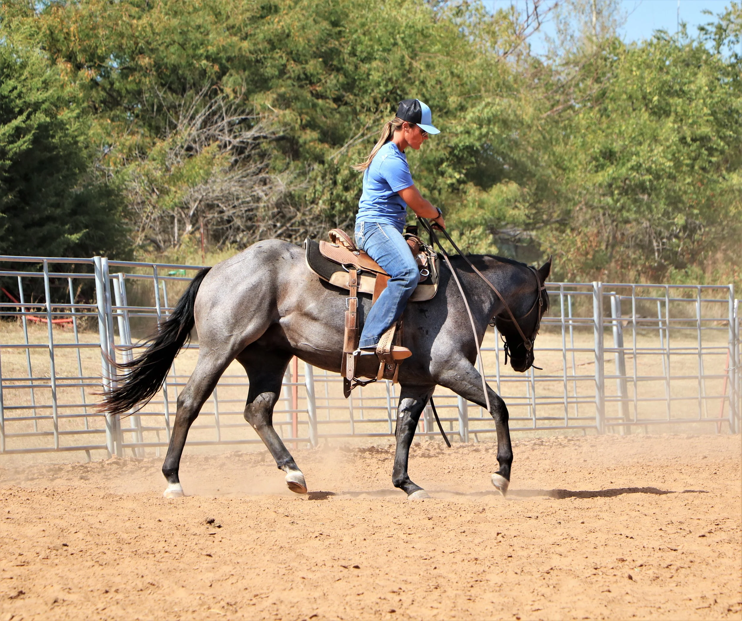 Jr Stallions — Running P Ranch