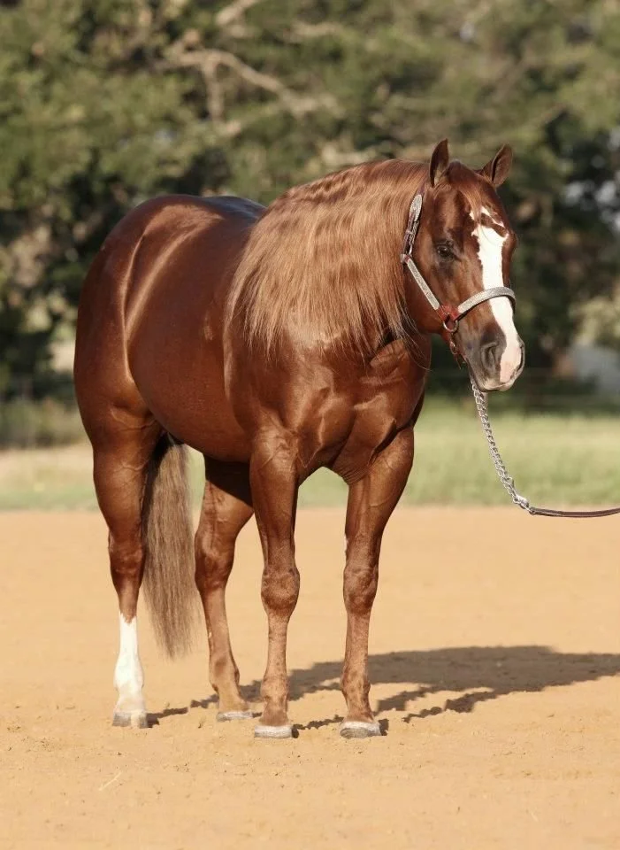 Colonels Smart Spook — Running P Ranch