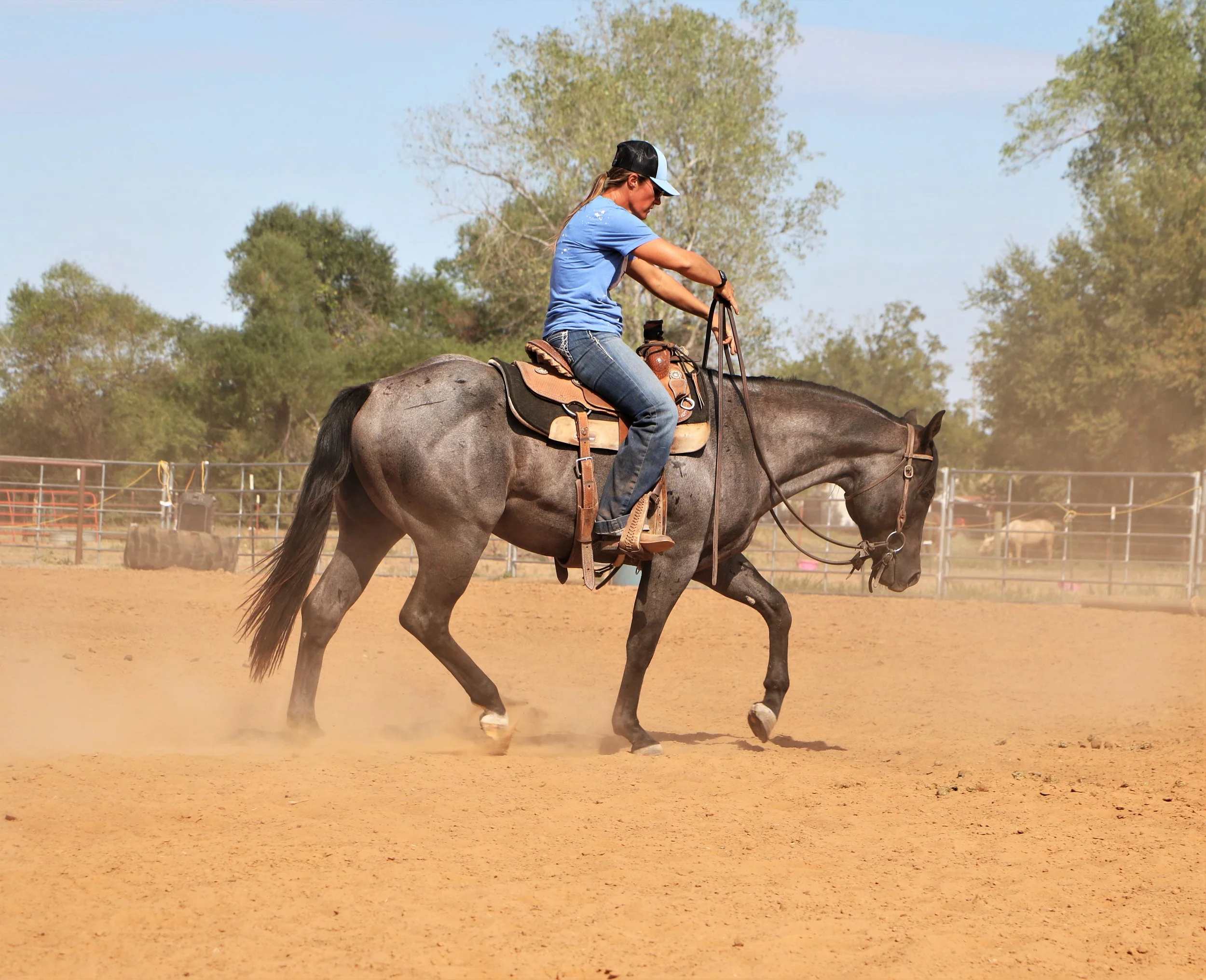 Jr Stallions — Running P Ranch