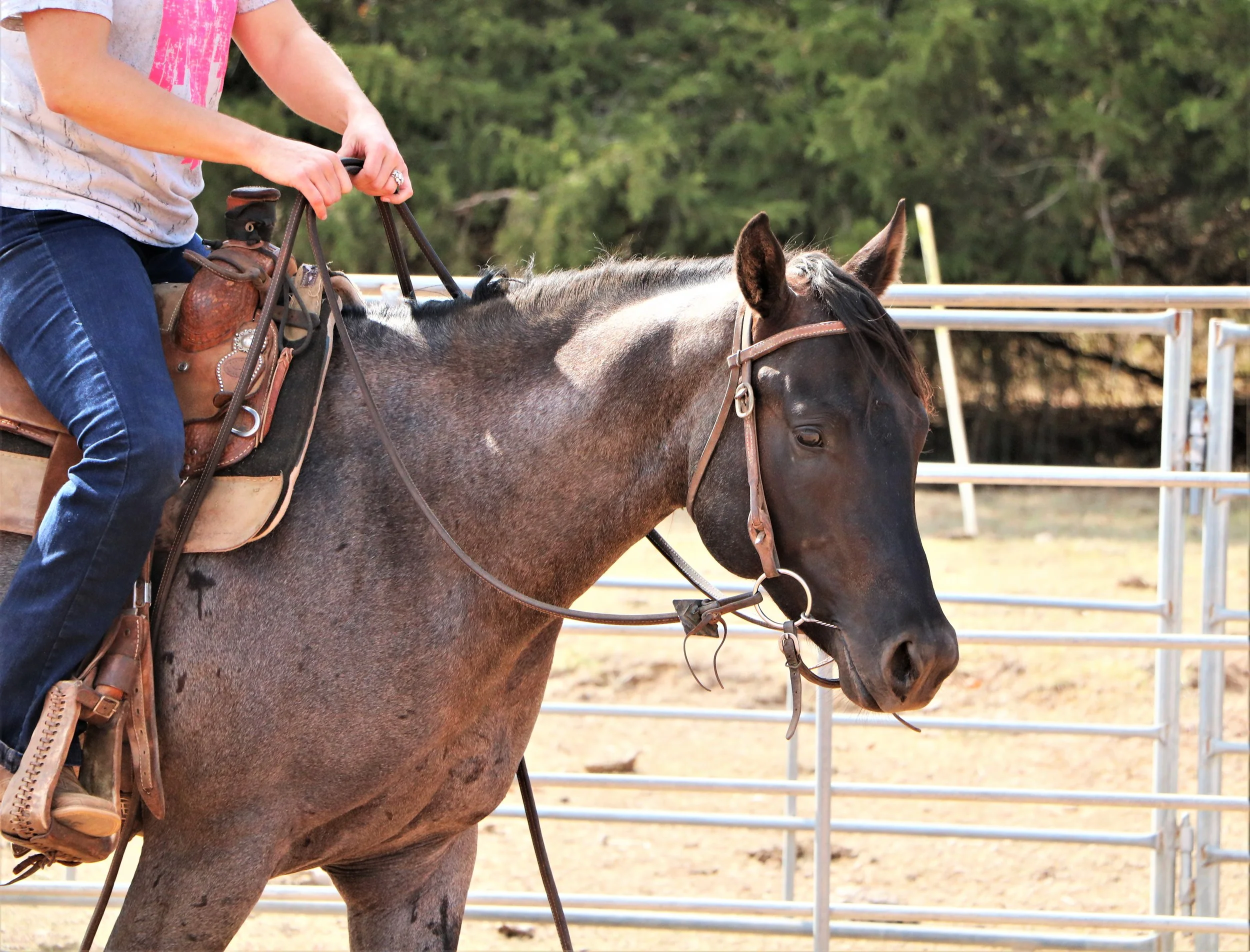 Jr Stallions — Running P Ranch