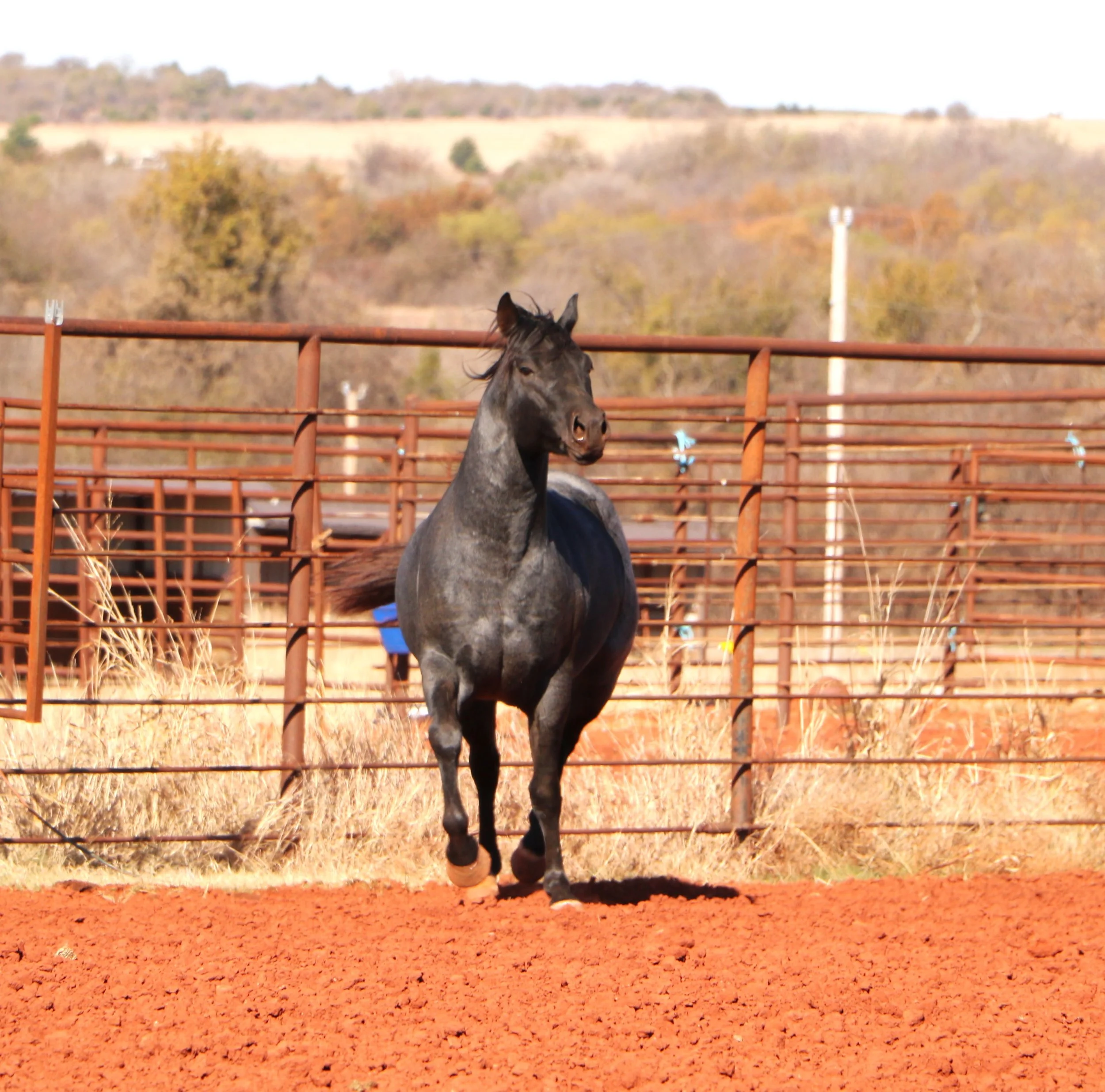 Jr Stallions — Running P Ranch