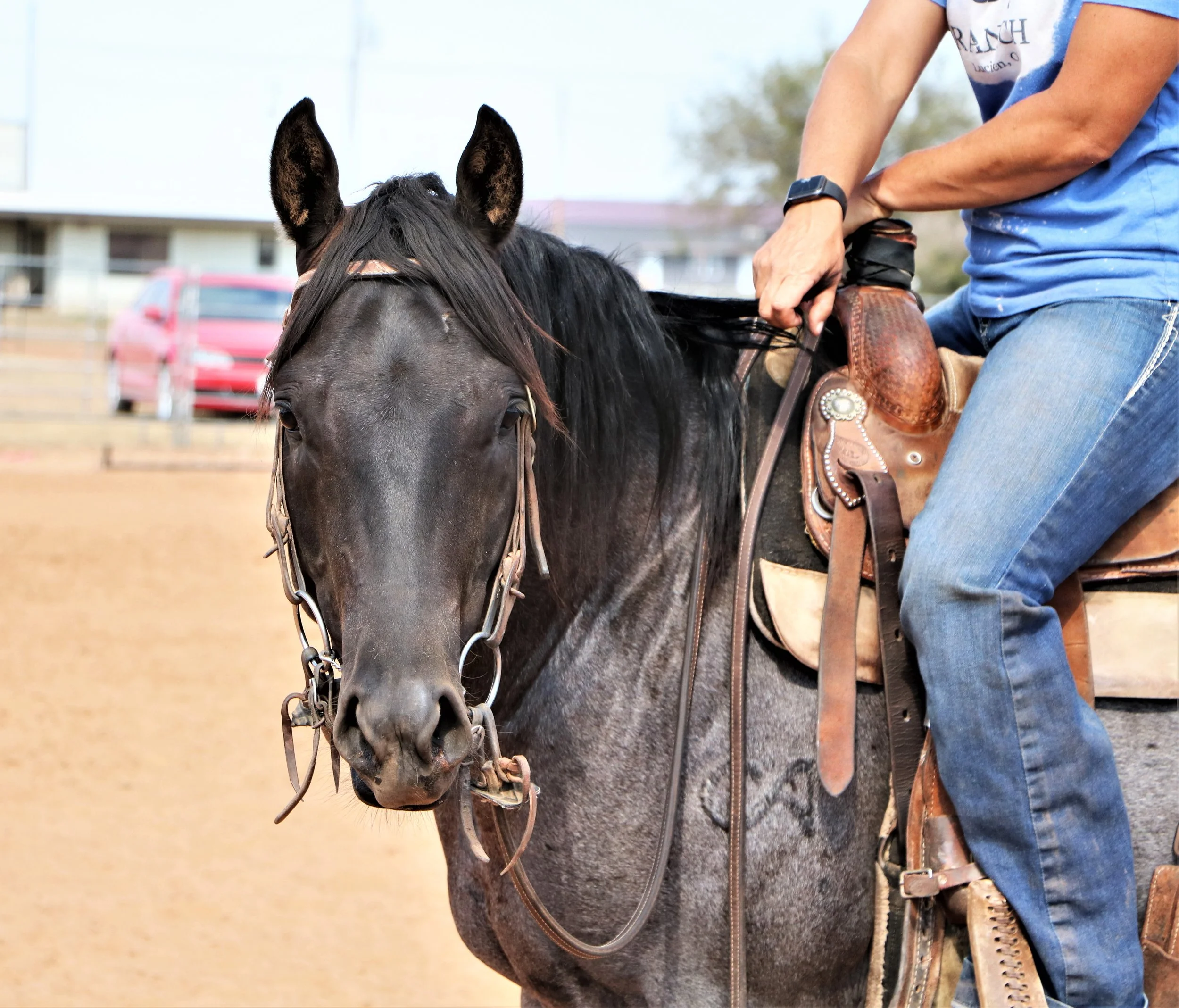Jr Stallions — Running P Ranch