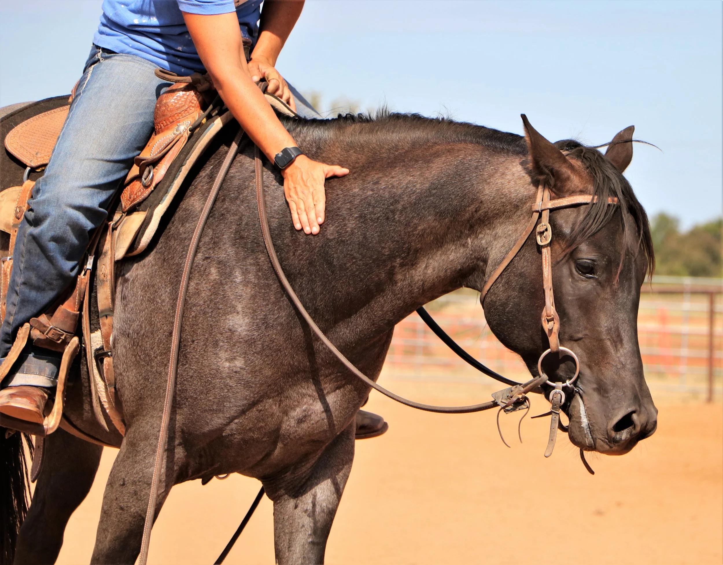 Jr Stallions — Running P Ranch