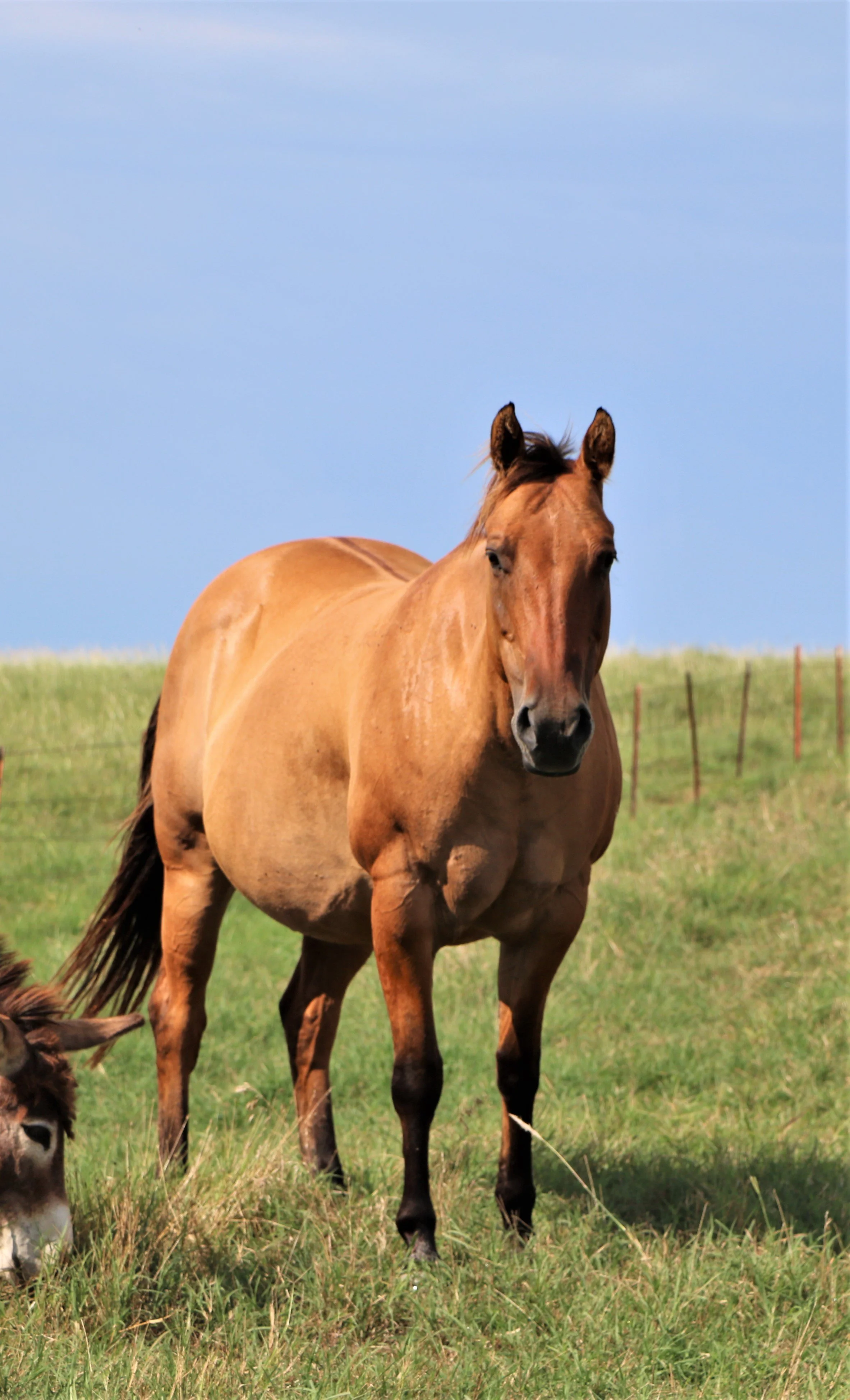 Bay Dun Quarter Horse