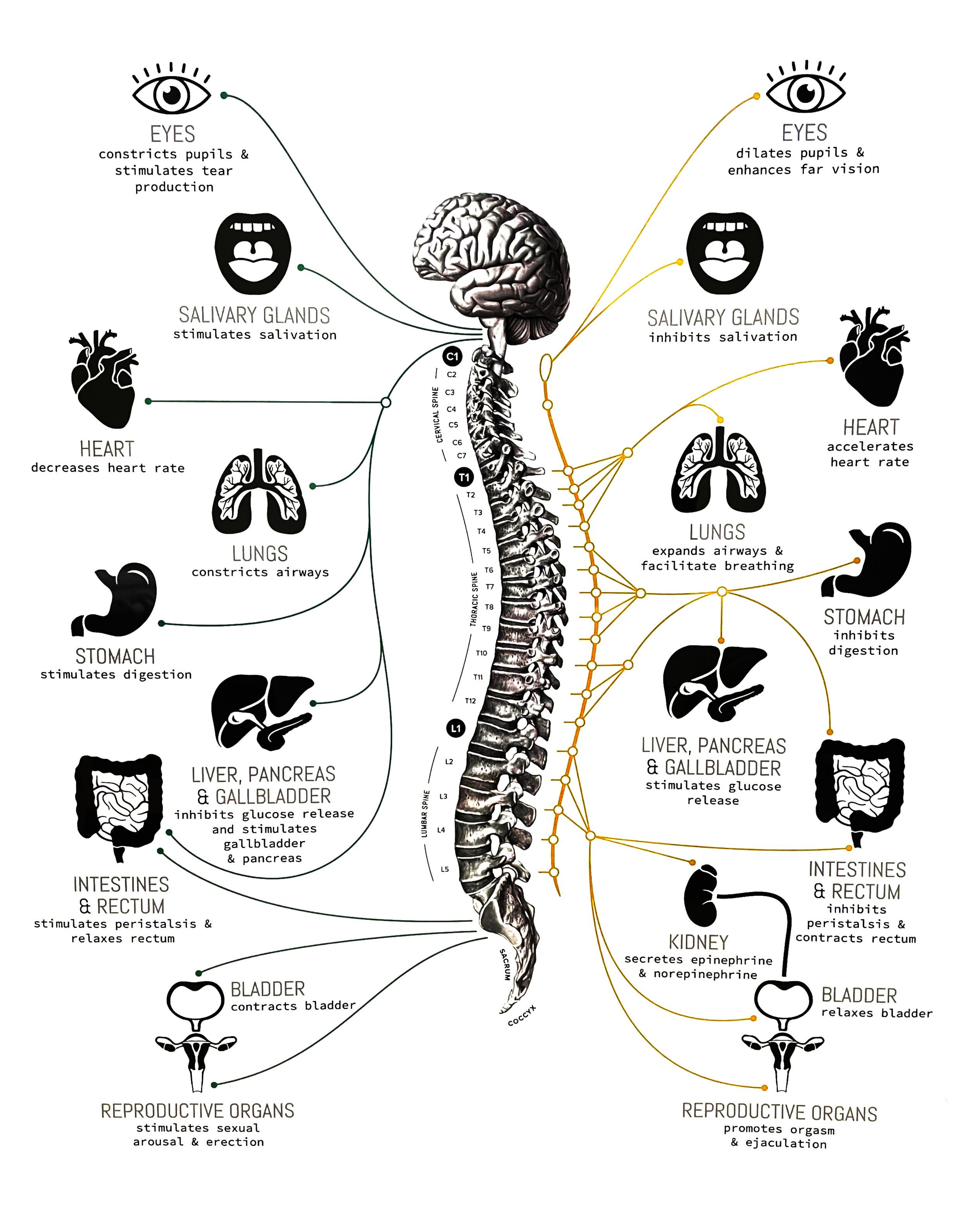 Upstate Chiropractic Care